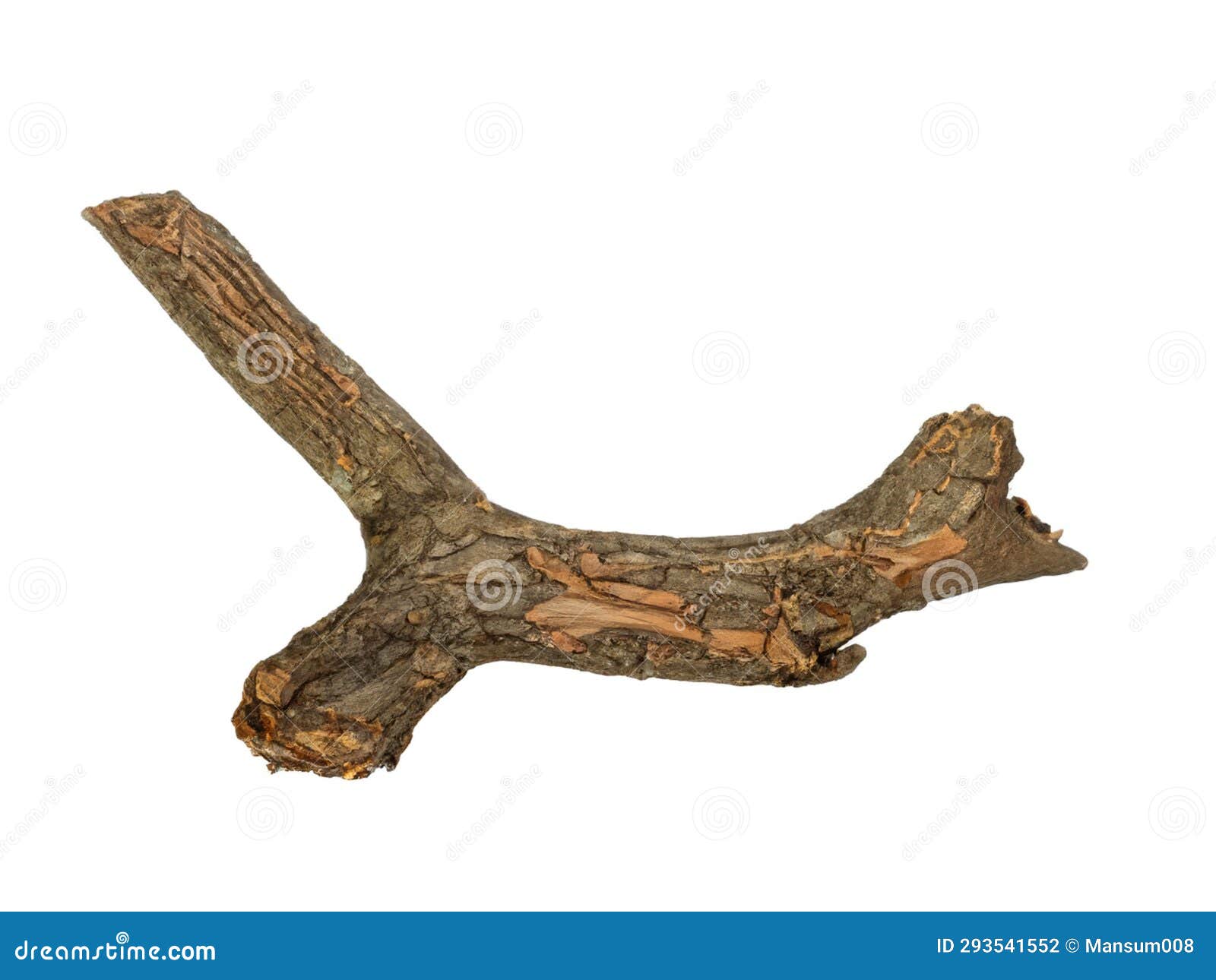 Branch of Dry Tree Isolated on White Stock Photo - Image of detail ...