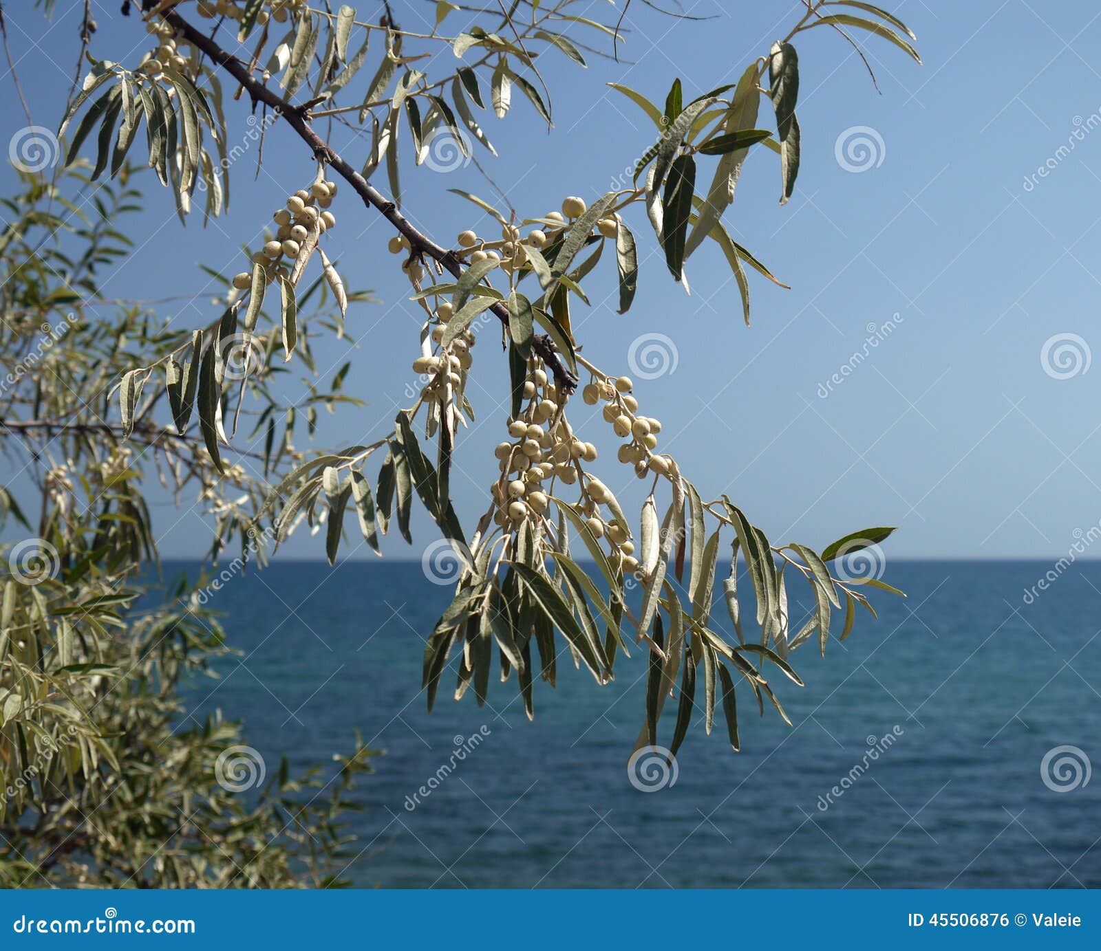 Branch Of Elaeagnus Multiflora With Fruits Stock Photography ...