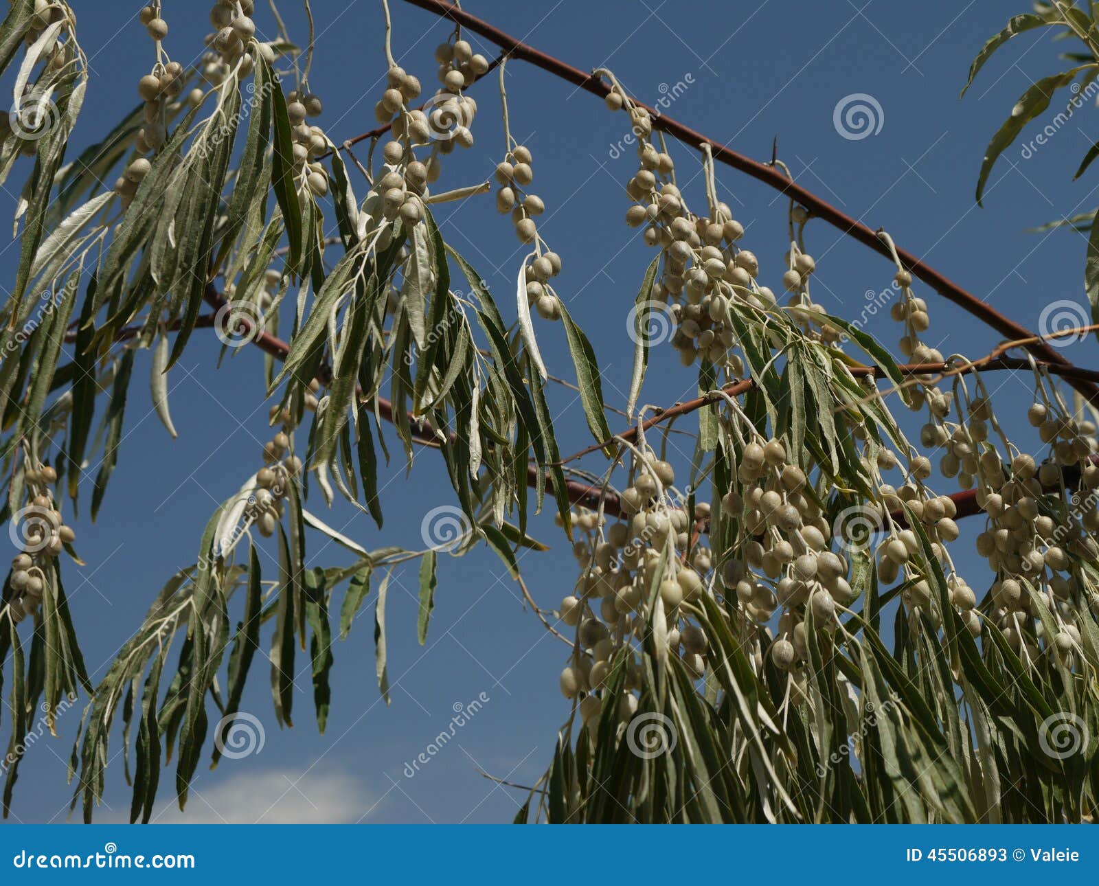 Elaeagnus Multiflora