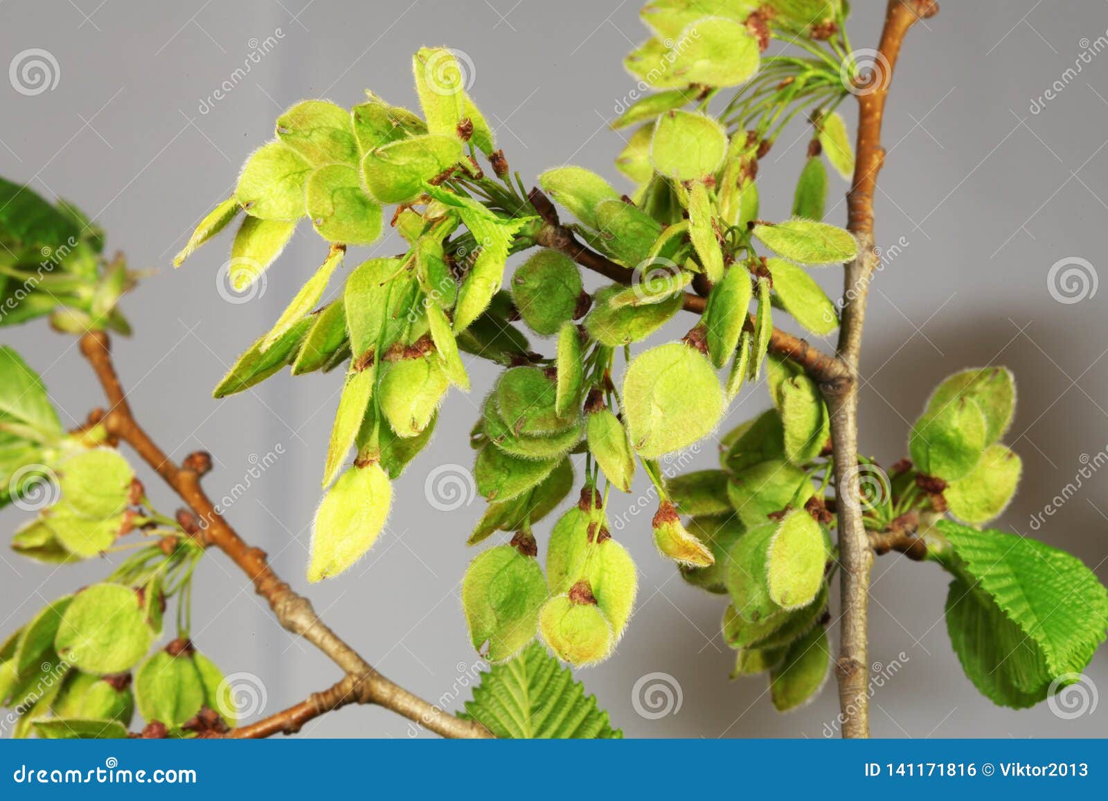 Branch of elm stock photo. Image of green, spring, fresh - 141171816