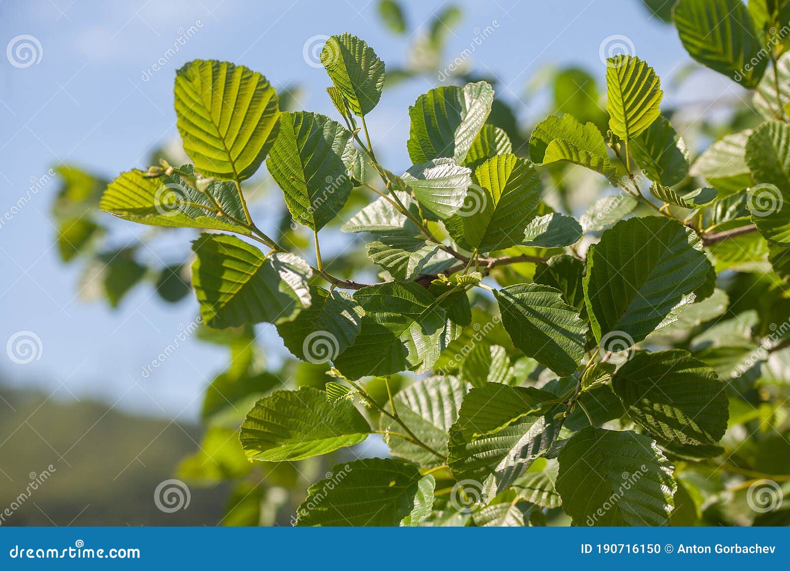 Branch of the elm stock photo. Image of branch, flora - 190716150
