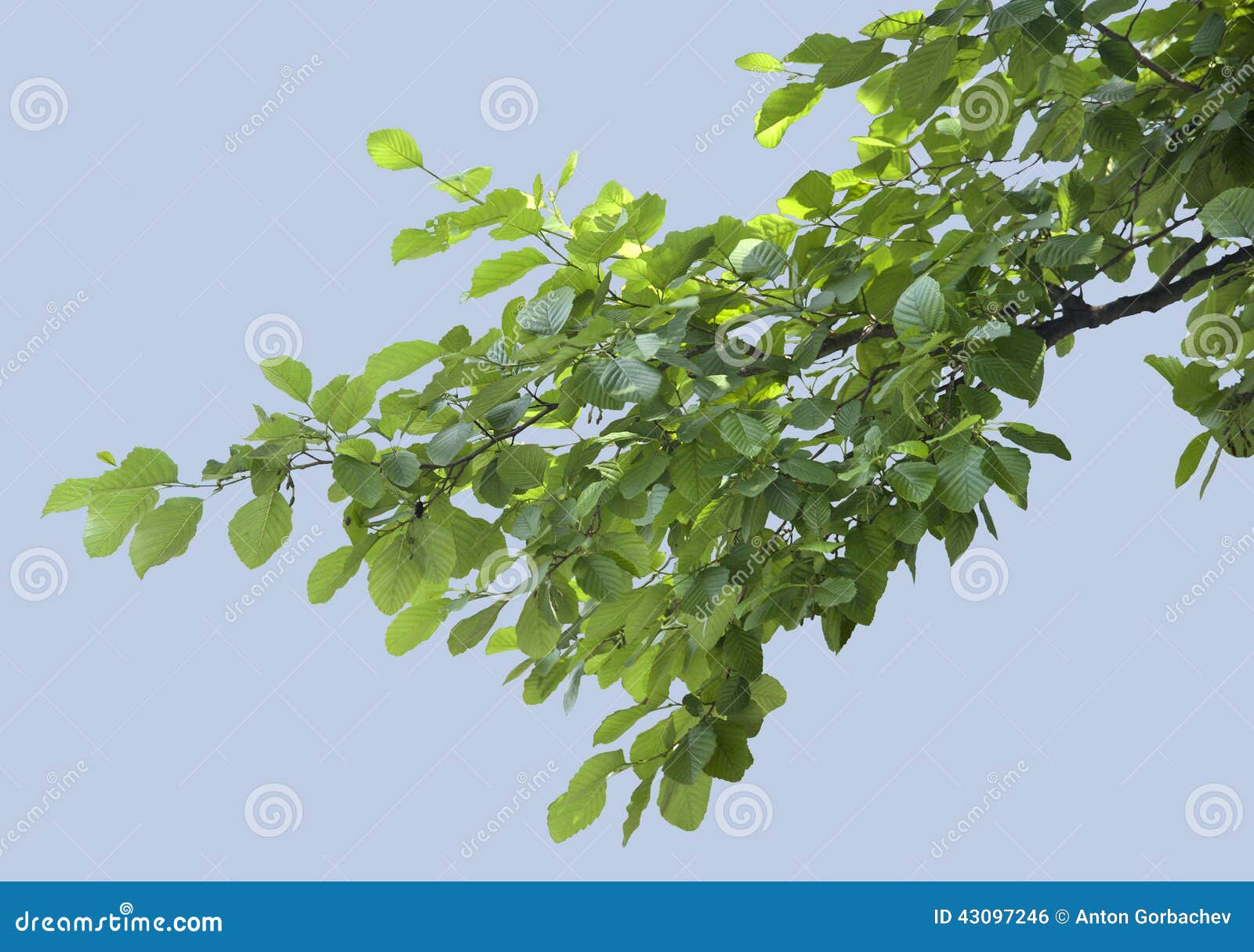 Branch of elm stock photo. Image of nature, plant, leaves - 43097246