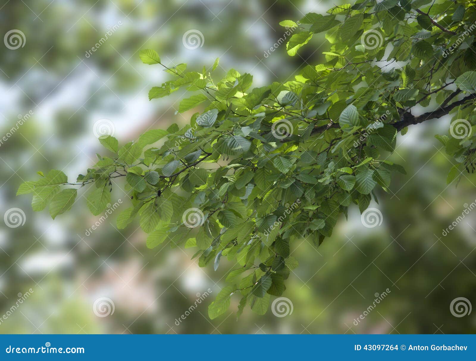 Branch of elm stock photo. Image of leaf, summer, green - 43097264