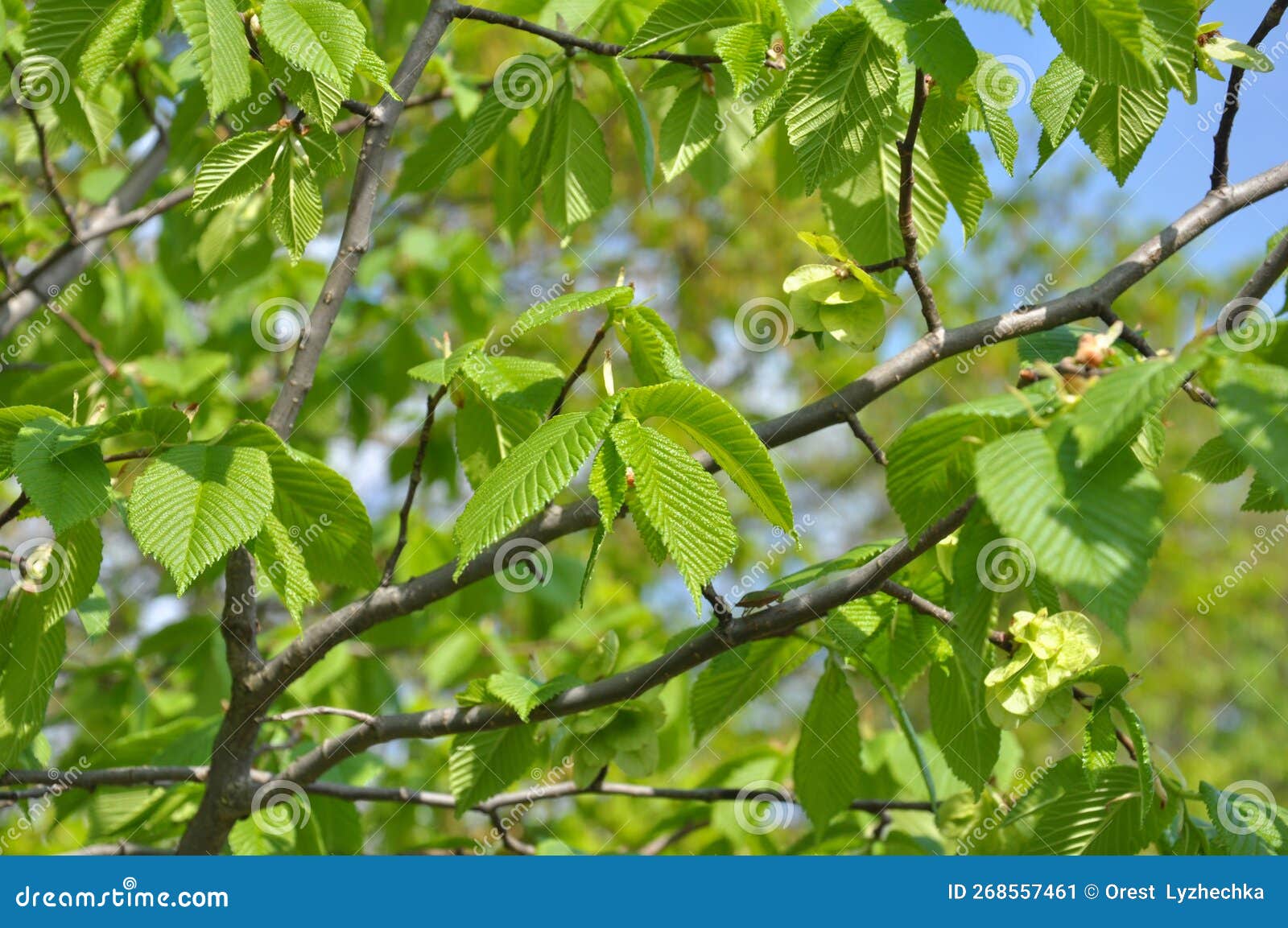 A Branch of an Elm Tree Ulmus Grows in Nature Stock Image - Image of ...