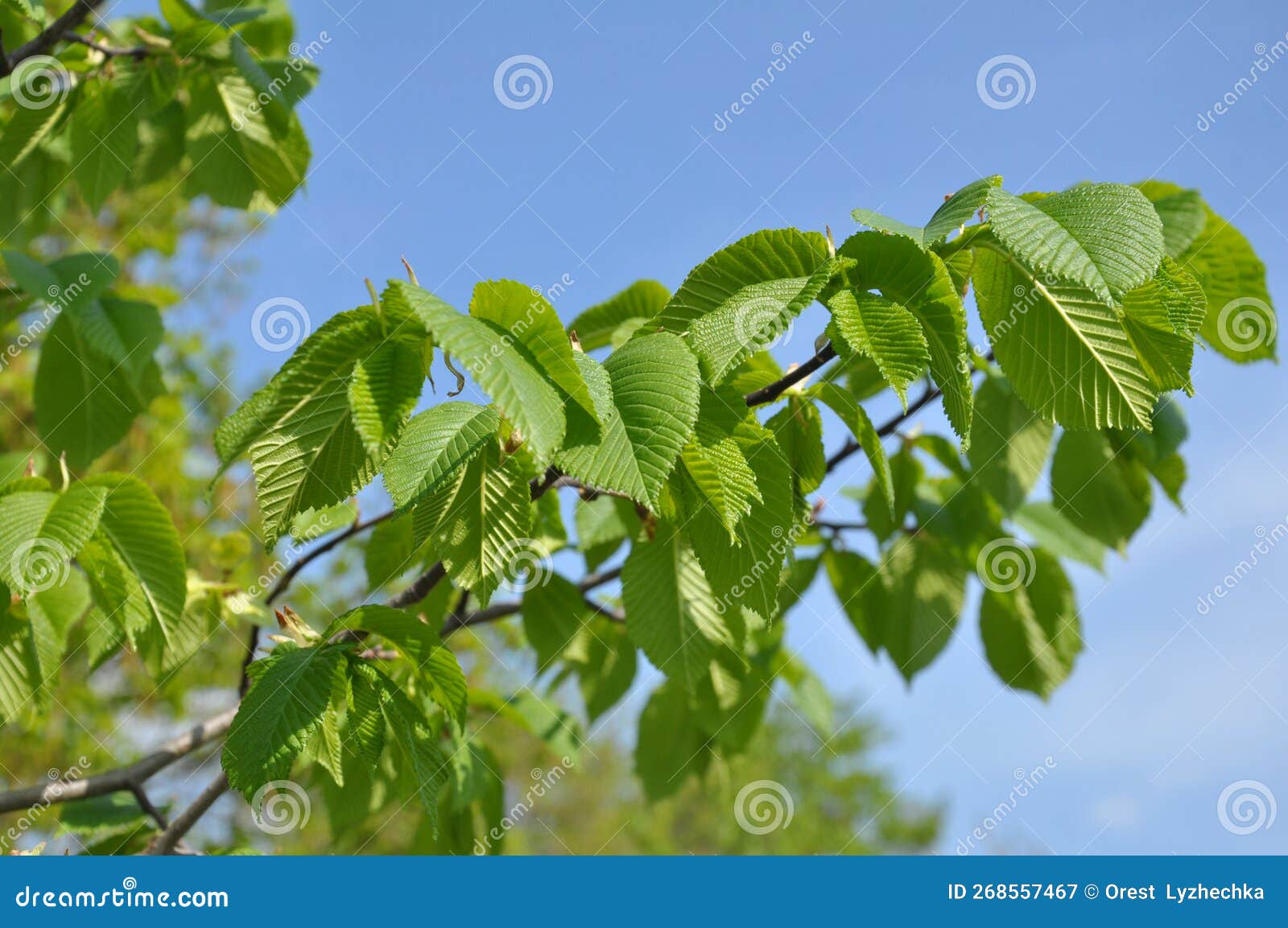 A Branch of an Elm Tree Ulmus Grows in Nature Stock Image - Image of ...