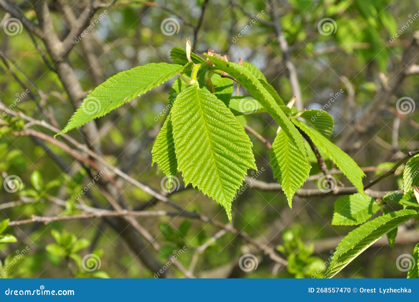 A Branch of an Elm Tree Ulmus Grows in Nature Stock Photo - Image of ...