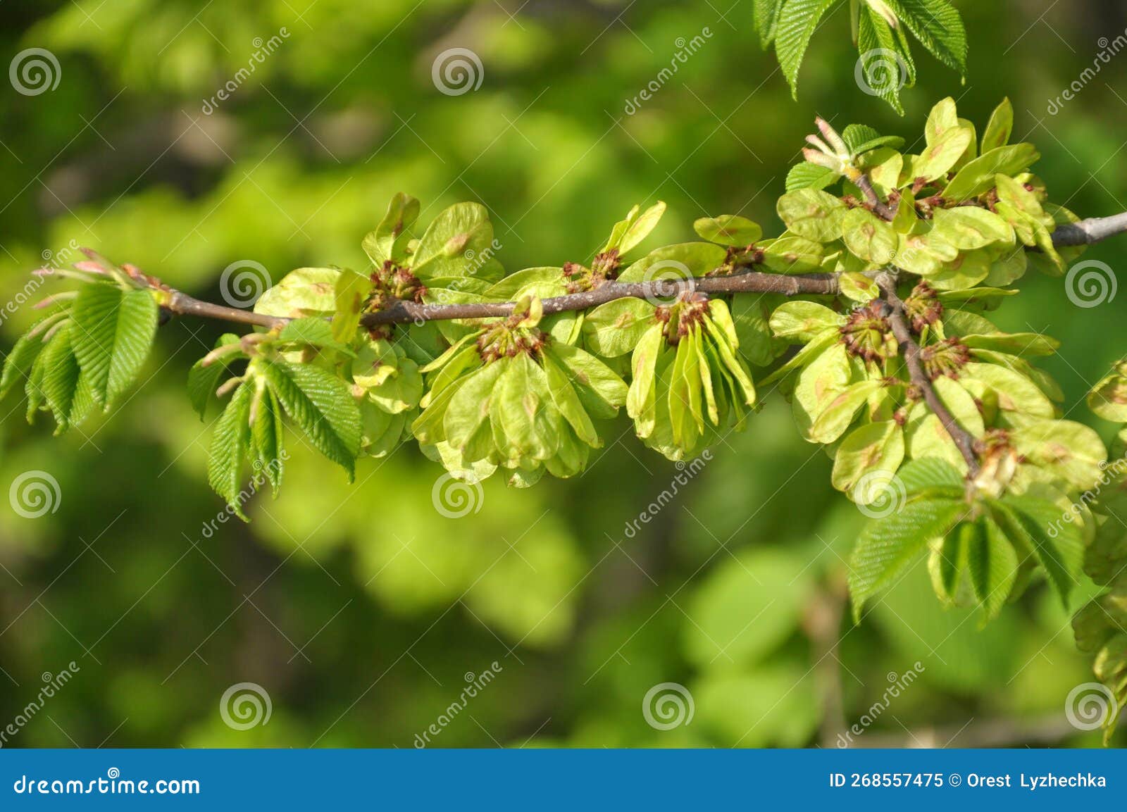 A Branch of an Elm Tree Ulmus Grows in Nature Stock Image - Image of ...