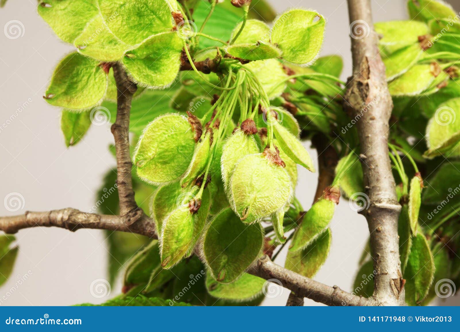 Branch of elm stock photo. Image of green, garden, forest - 141171948