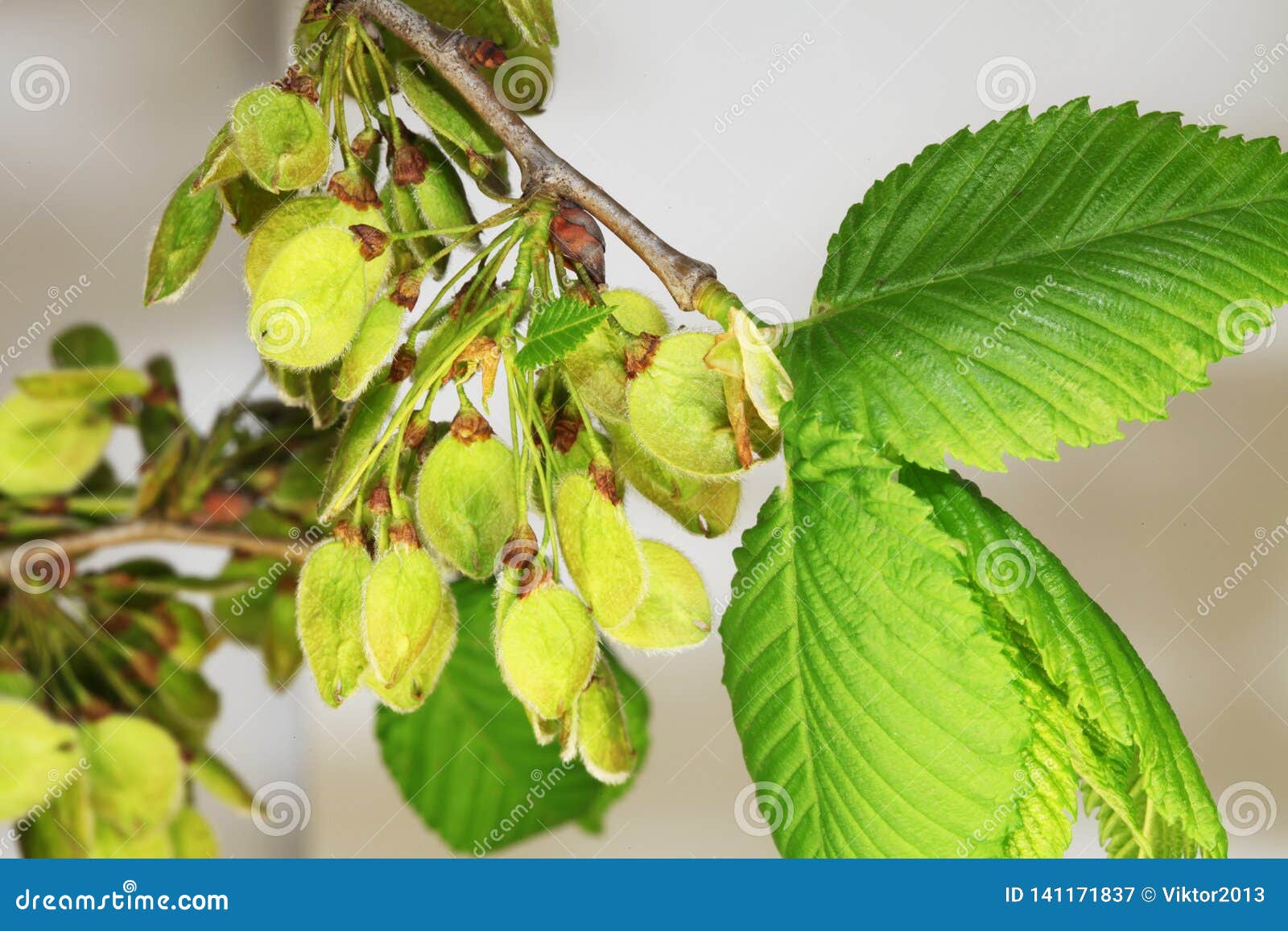 Branch of elm stock image. Image of seeds, garden, flora - 141171837