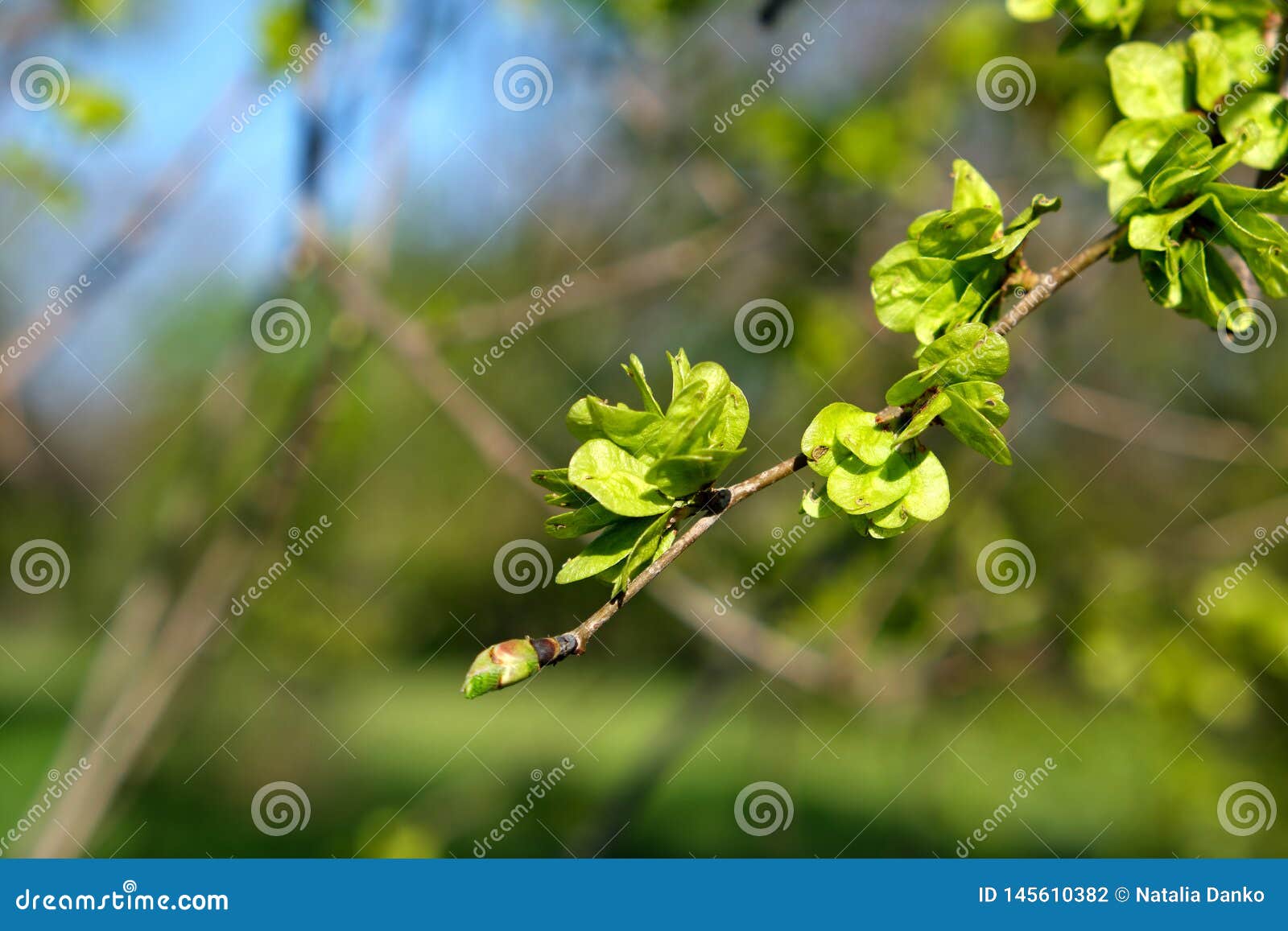 Branch of European White Elm, Close Up Stock Photo - Image of young ...