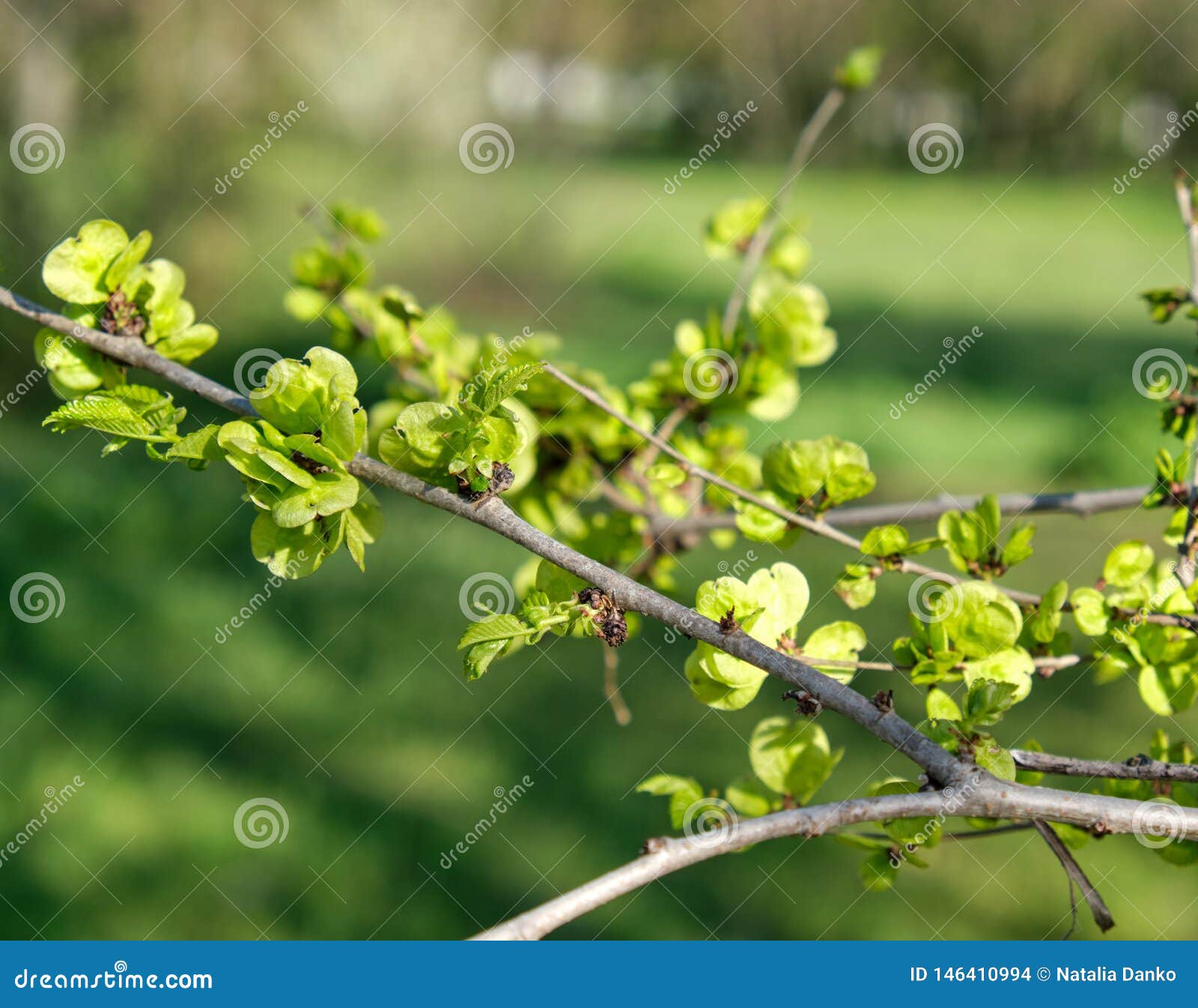Branch of European White Elm, Close Up Stock Photo - Image of flora ...