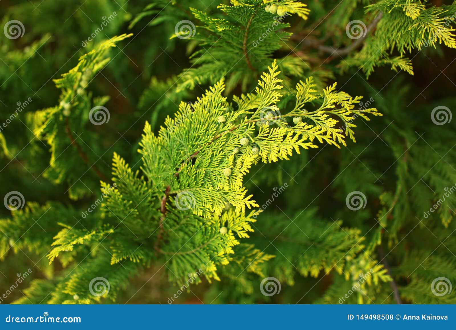 A Branch of Evergreen Cypress Tree with Cones. Stock Photo - Image of ...