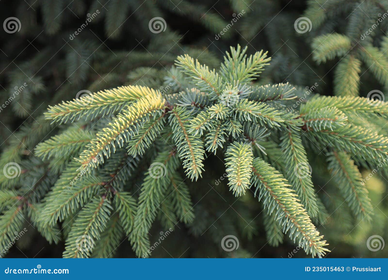 Evergreen Spruce Tree Branch Stock Image - Image of tree, needle: 235015463