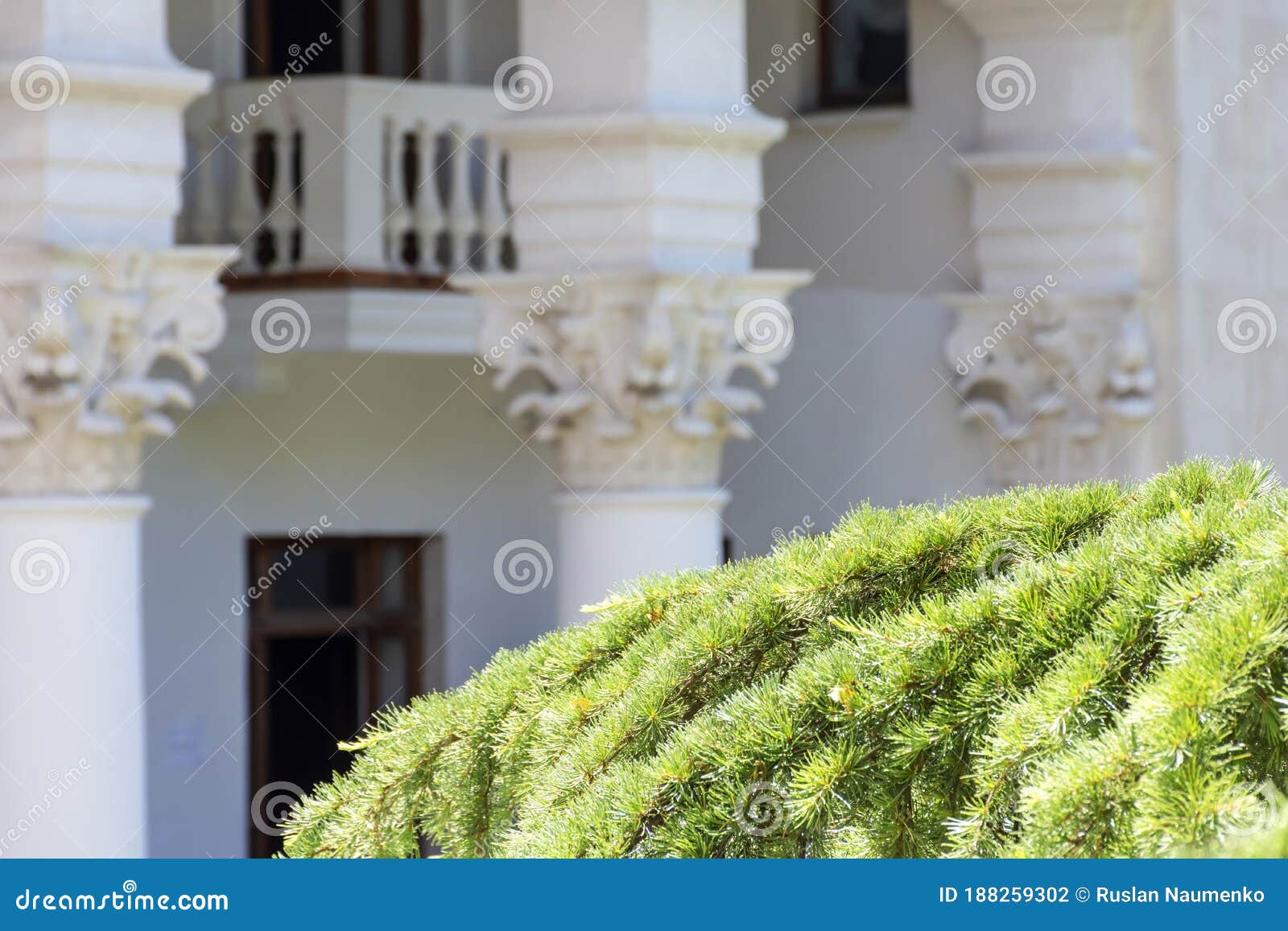 Branch of an Evergreen Tree on a Background of White Columns Stock ...