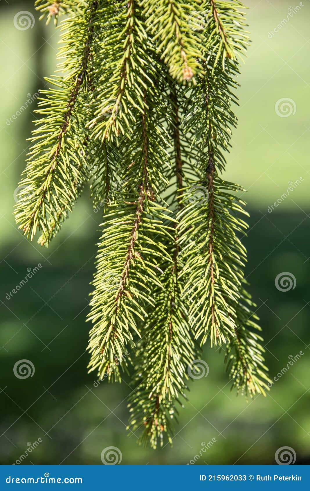 Branch of an Evergreen Tree with Long Pine Needles Stock Image - Image ...