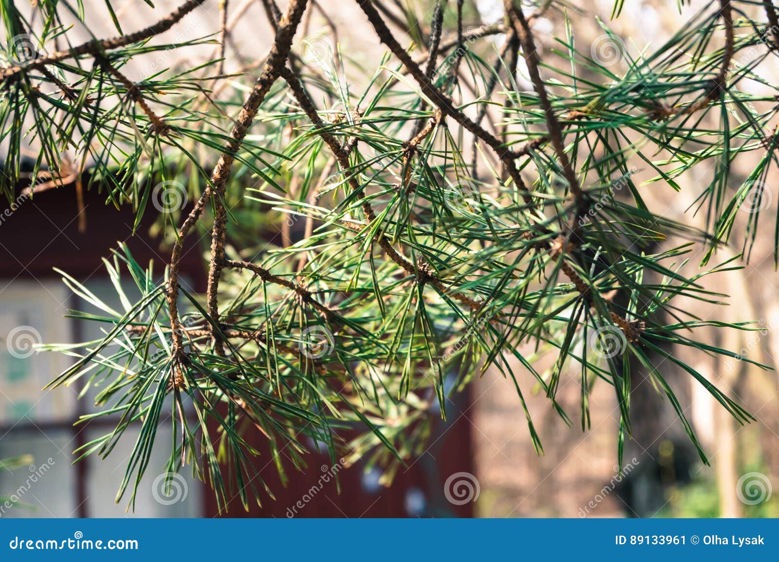 Branch Evergreen Tree Stock Images - Download 109,222 Royalty Free Photos