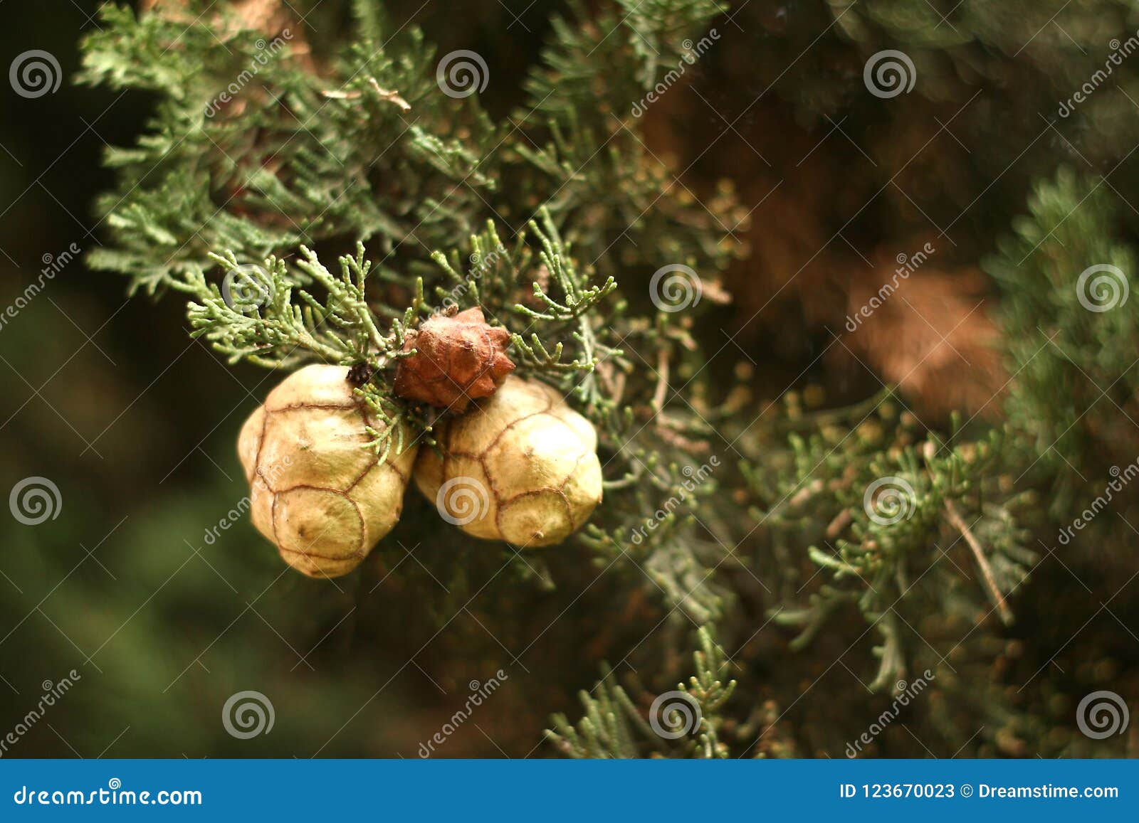 Branch of an Evergreen Tree of Thuja with Cones Stock Image - Image of ...