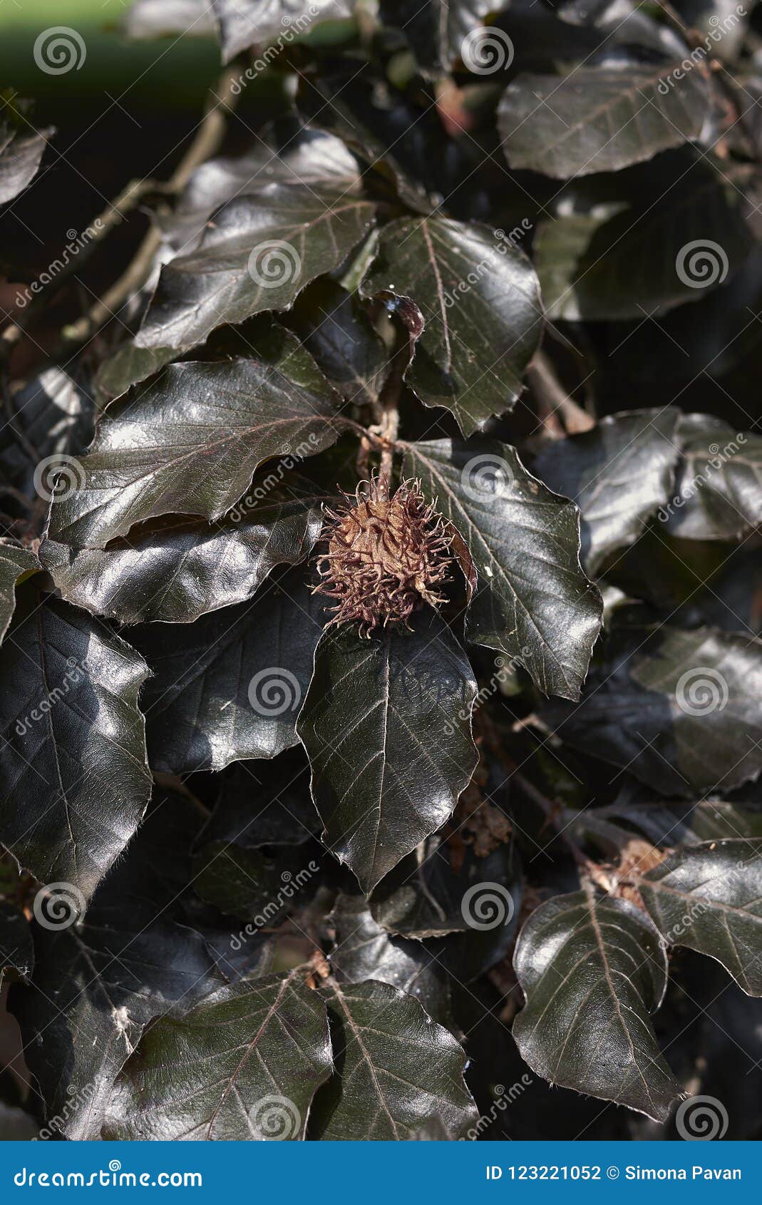 Branch of Fagus Sylvatica Purpurea Tree Stock Photo - Image of purpurea ...