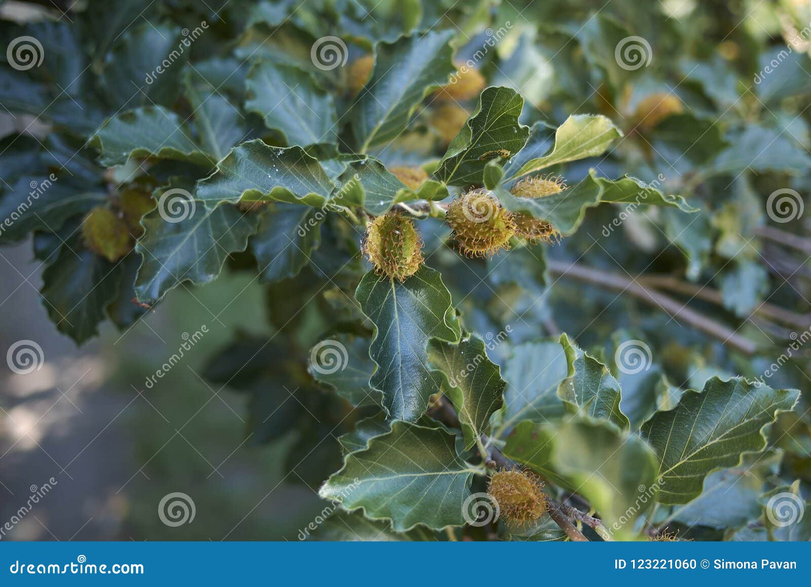 Branch of Fagus Sylvatica Tree Stock Photo - Image of plant, flora ...