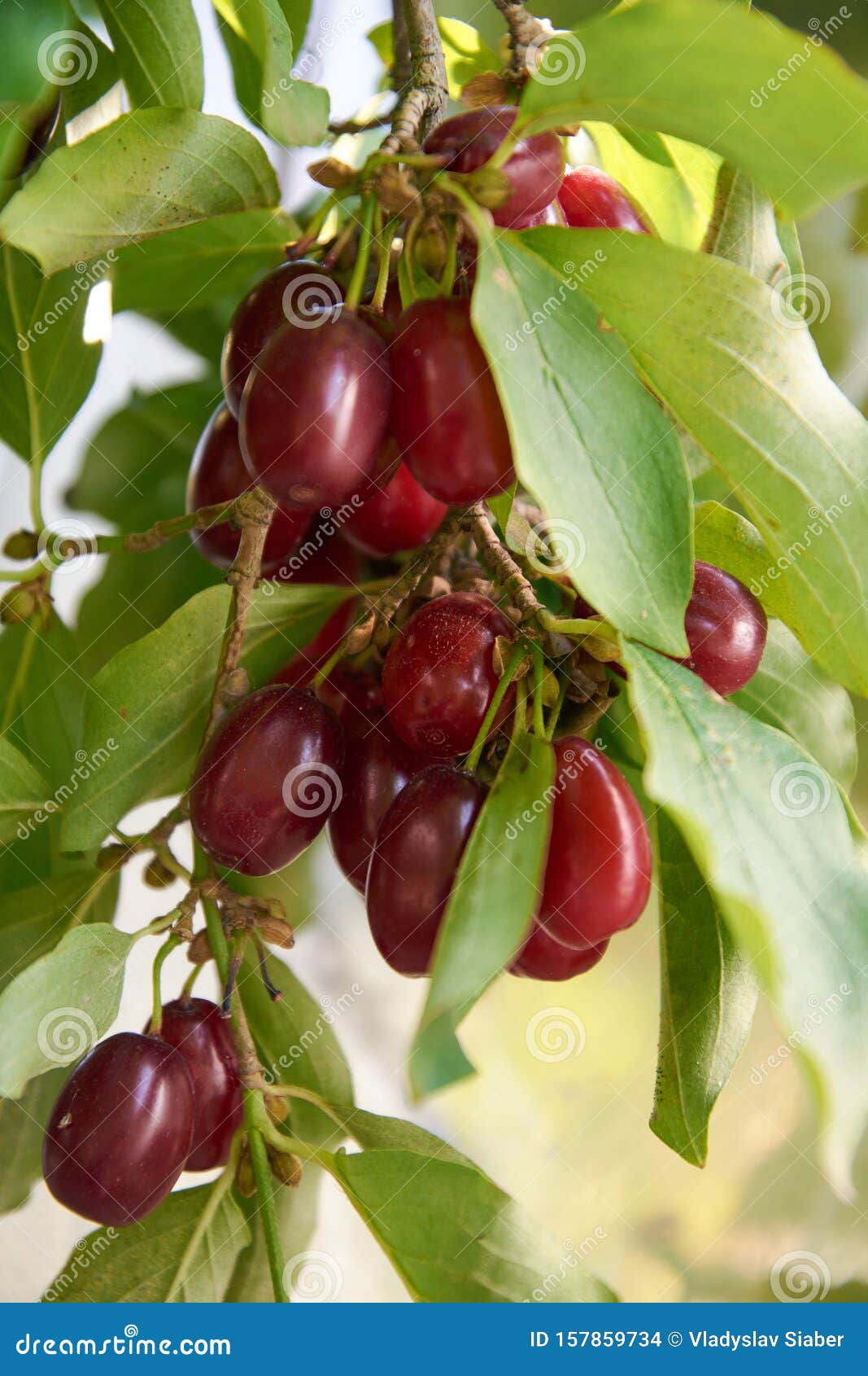 Branch of Fall-bearing Raspberry with Many Berries Stock Photo - Image ...