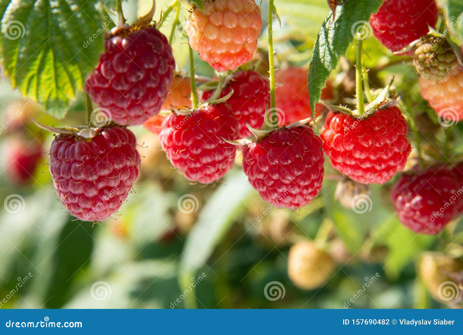 Branch of Fall-bearing Raspberry with Red Berries Stock Photo - Image ...
