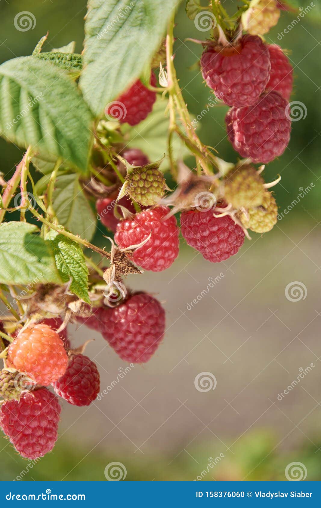 Branch of Fall-bearing Raspberry with Red Berries Stock Photo - Image ...