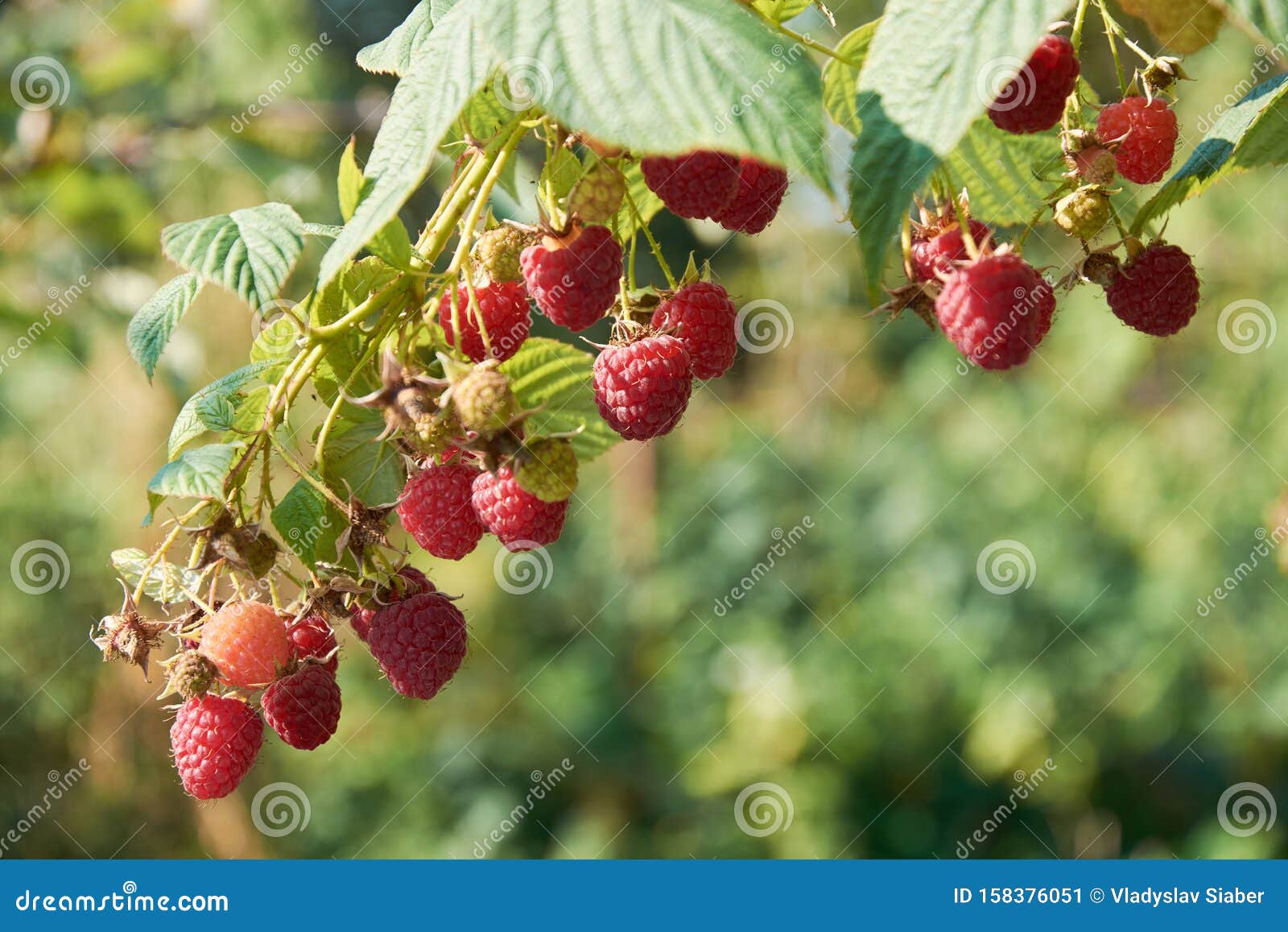 Branch of Fall-bearing Raspberry with Red Berries Stock Image - Image ...