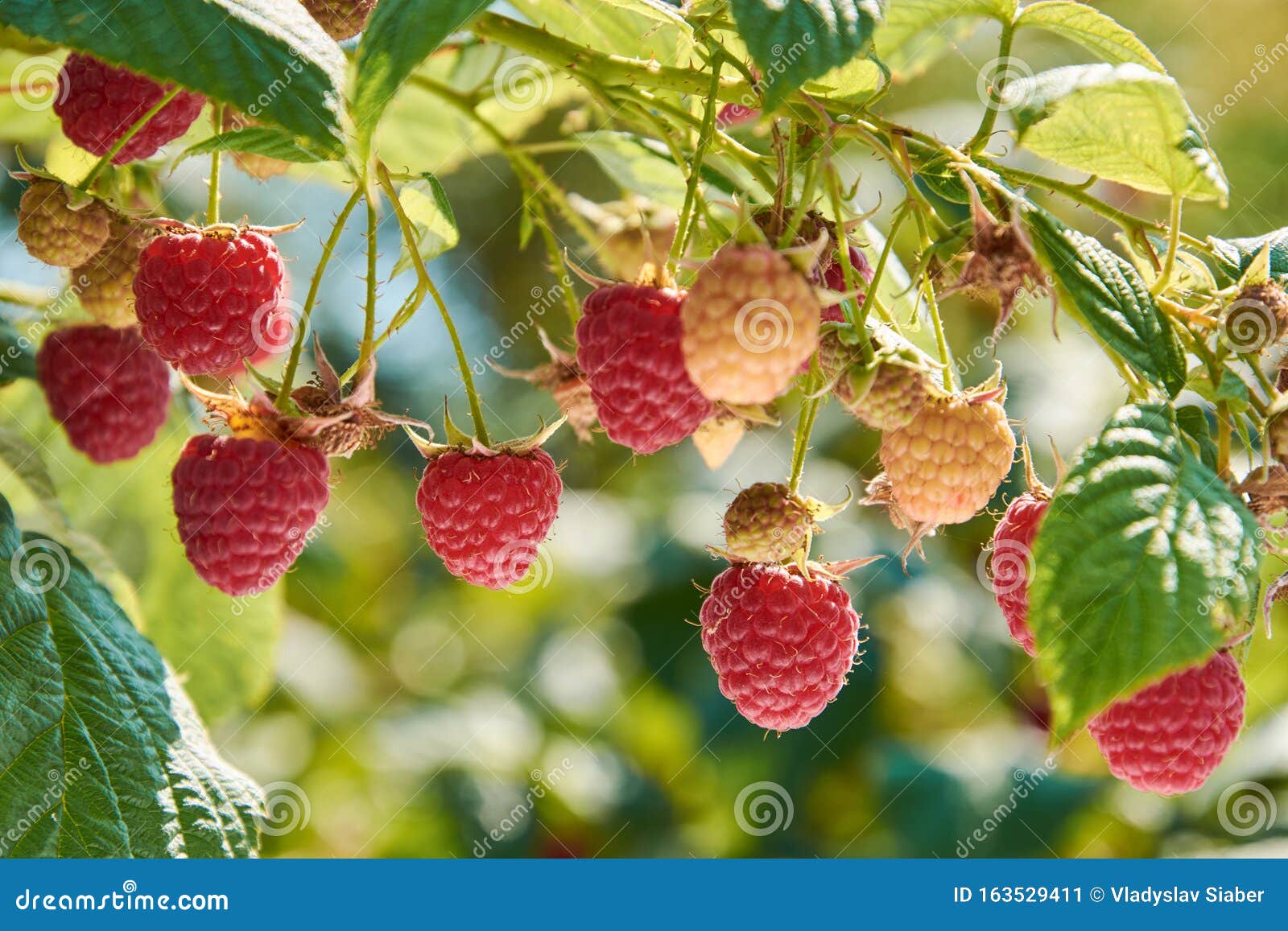 Branch of Fall-bearing Raspberry with Red Berries Stock Image - Image ...