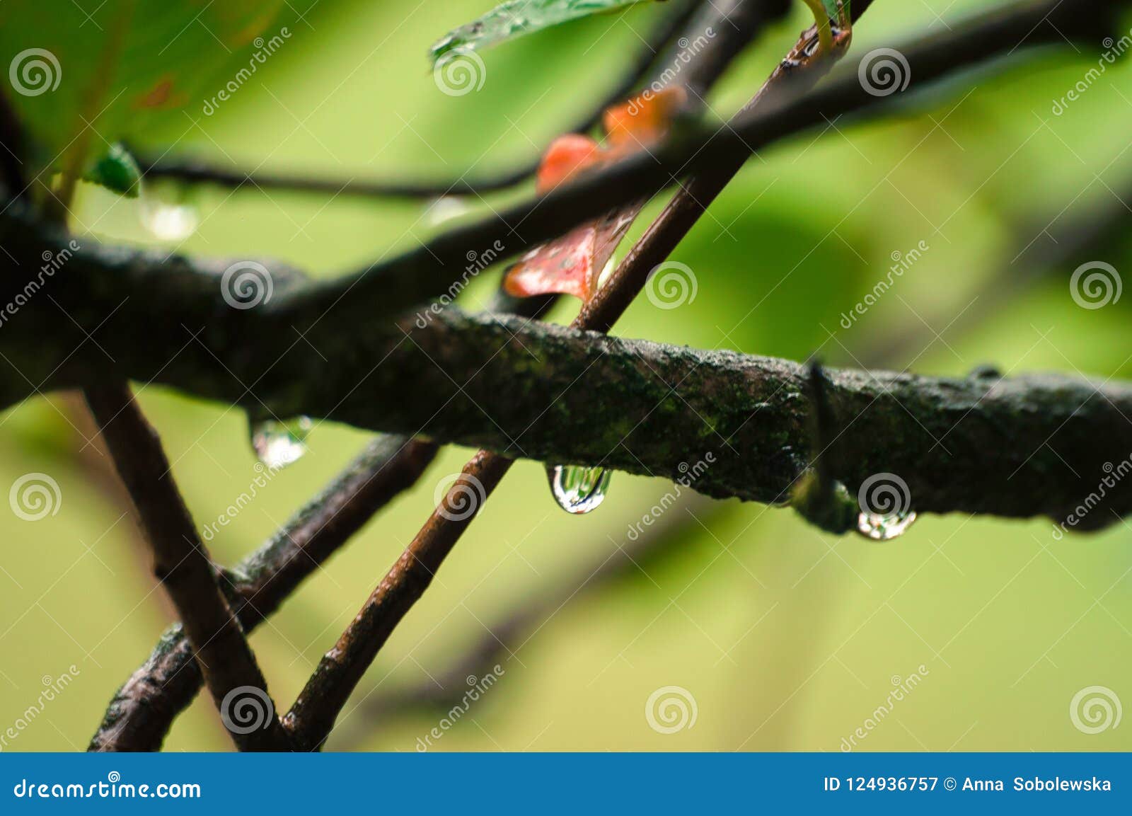 A Branch with Falling Droplets of Rain Stock Image - Image of little ...