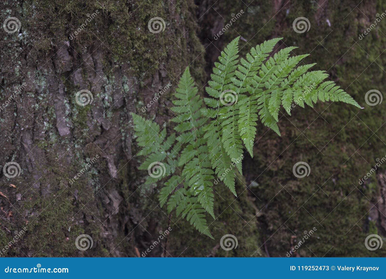 Branch of a Fern Growing from Tree Bark Stock Image - Image of plant ...