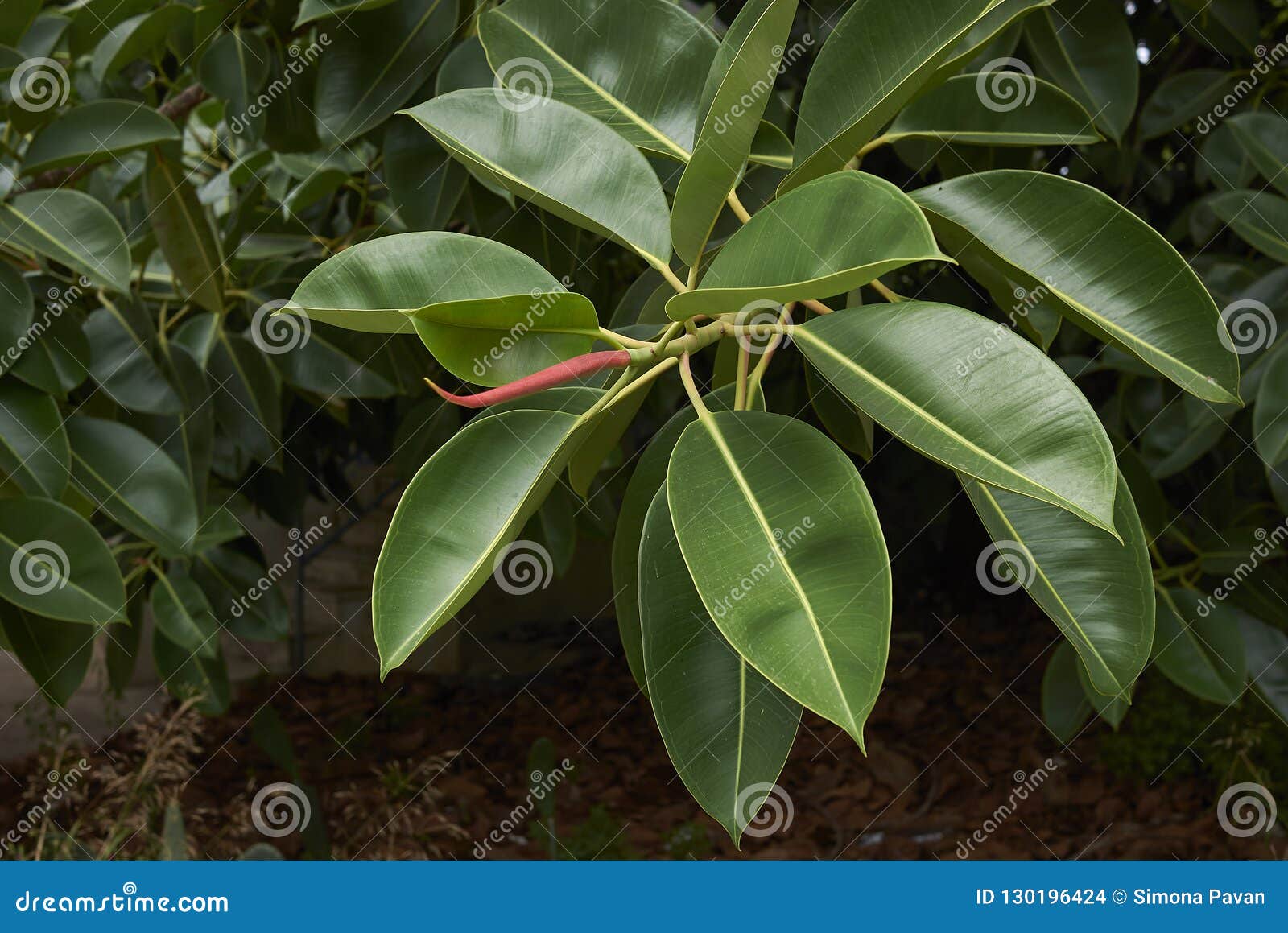 Branch of Ficus Elastica Tree Stock Photo - Image of close, outdoor ...