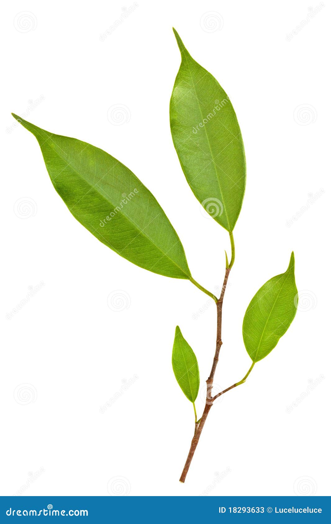 Branch of Ficus Leaves Isolated Stock Image - Image of fresh, isolated ...