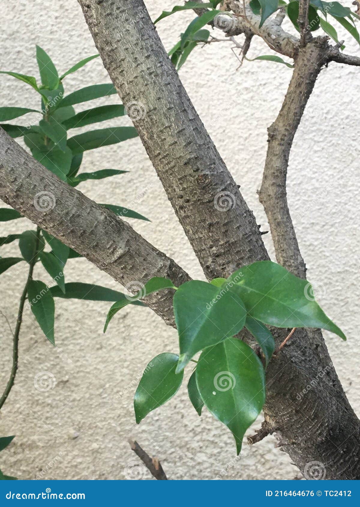 Branch of a ficus tree stock photo. Image of abstract - 216464676