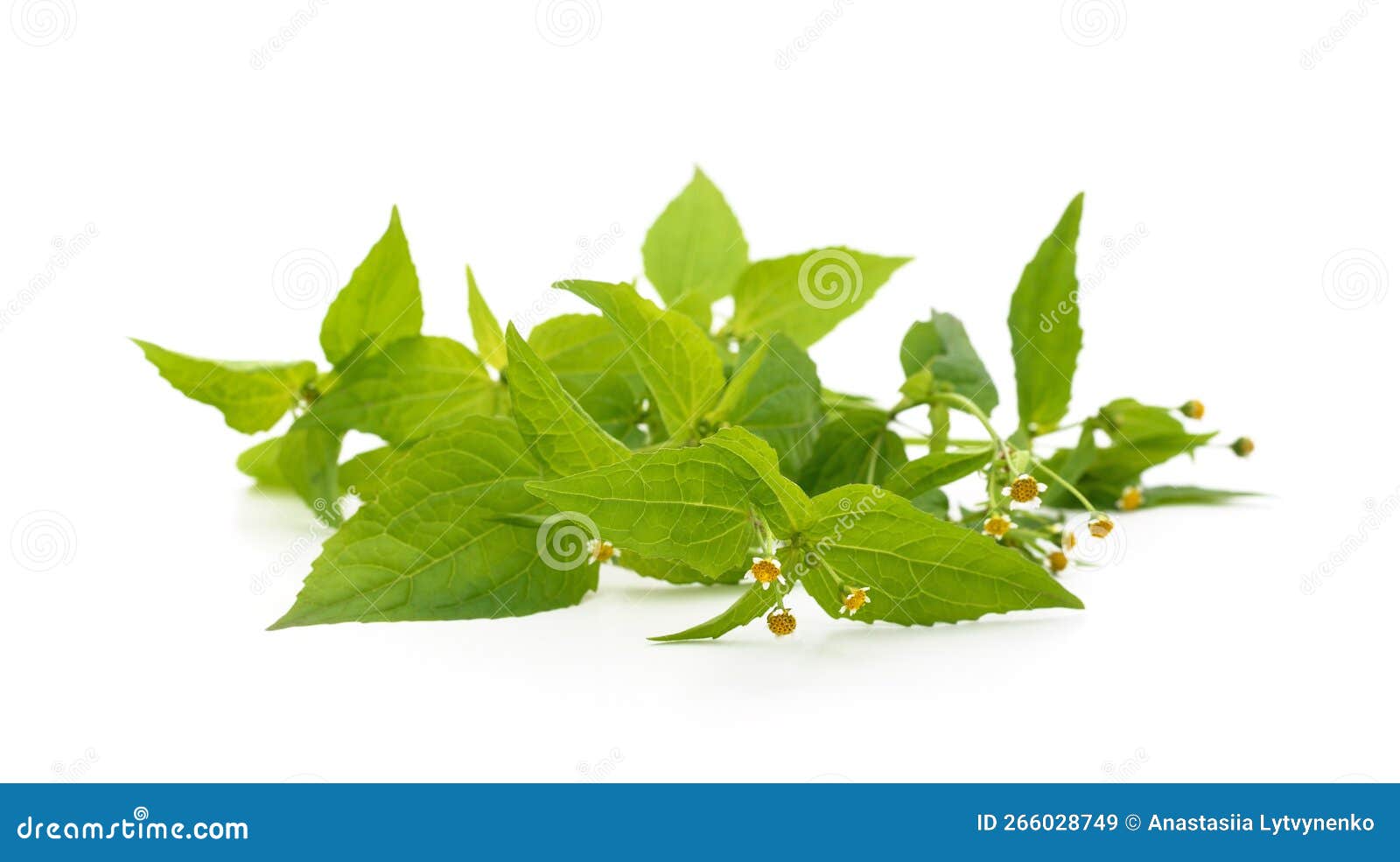 A branch of a field weed stock image. Image of flora - 266028749