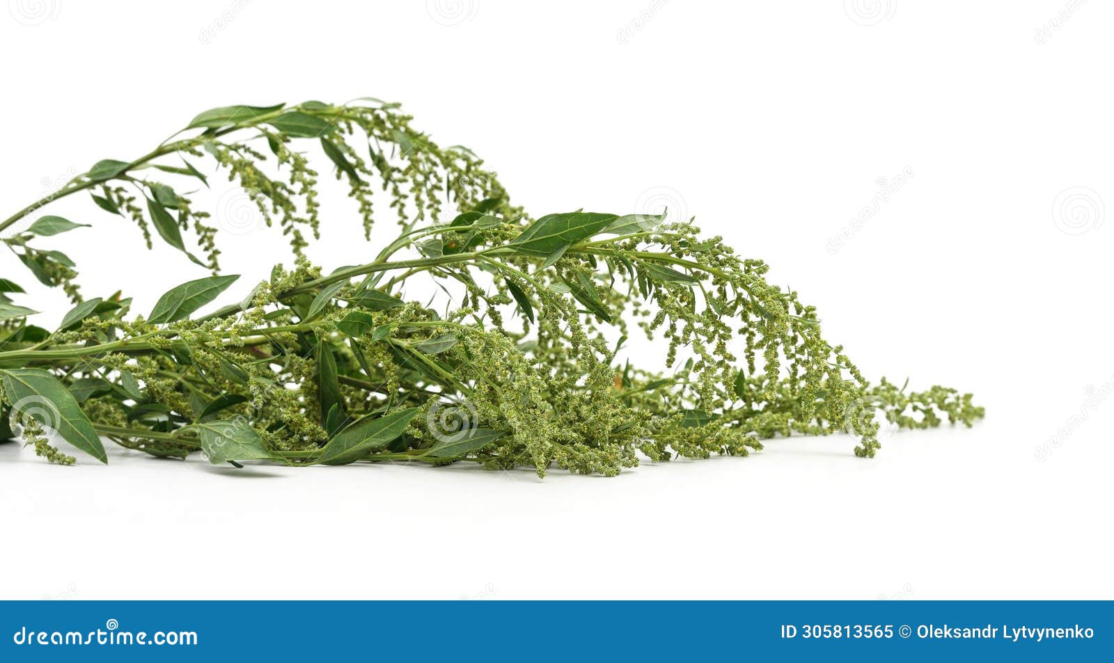 A branch of a field weed stock image. Image of field - 305813565