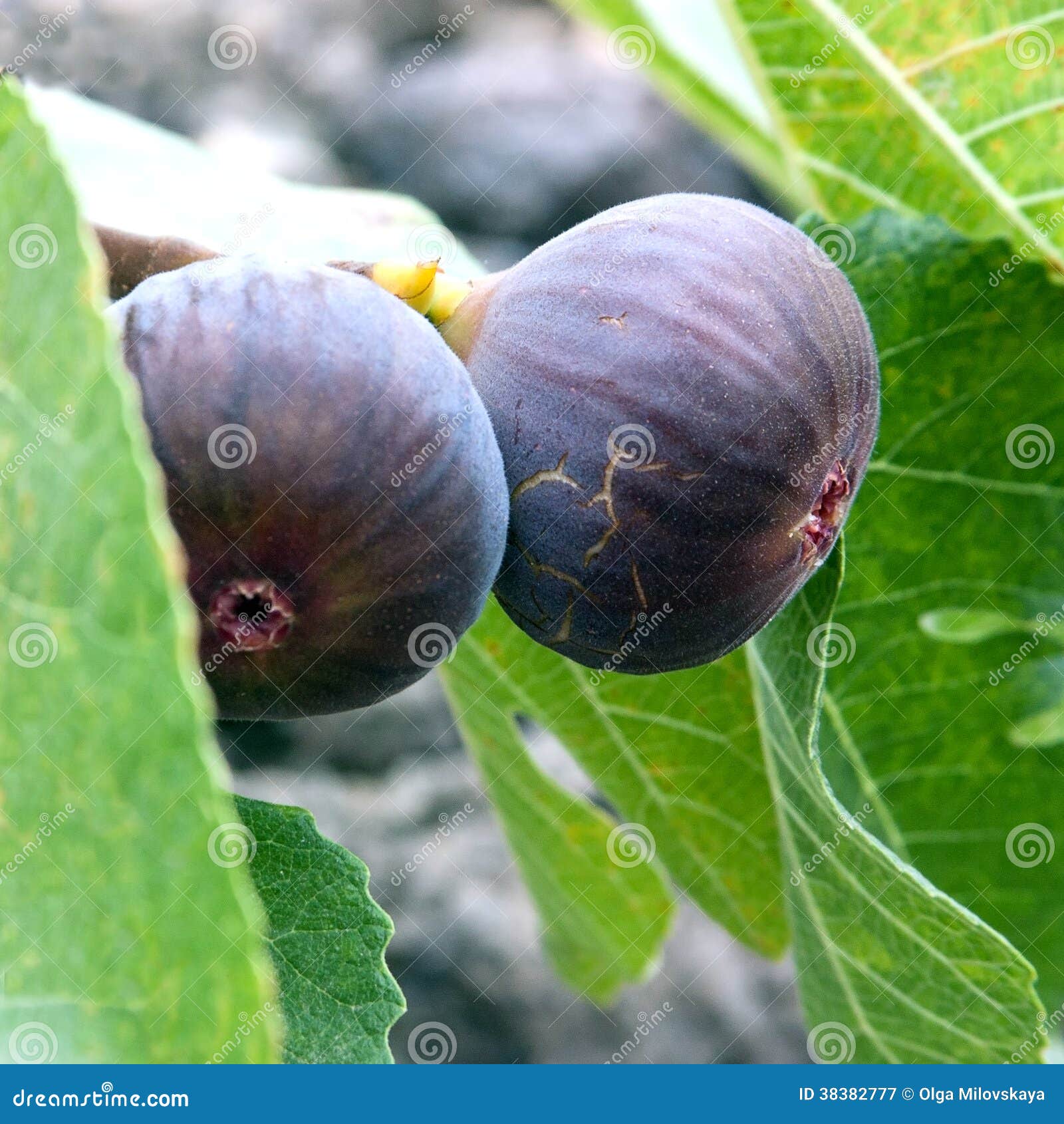 Branch of fig tree stock image. Image of purple, farm - 38382777