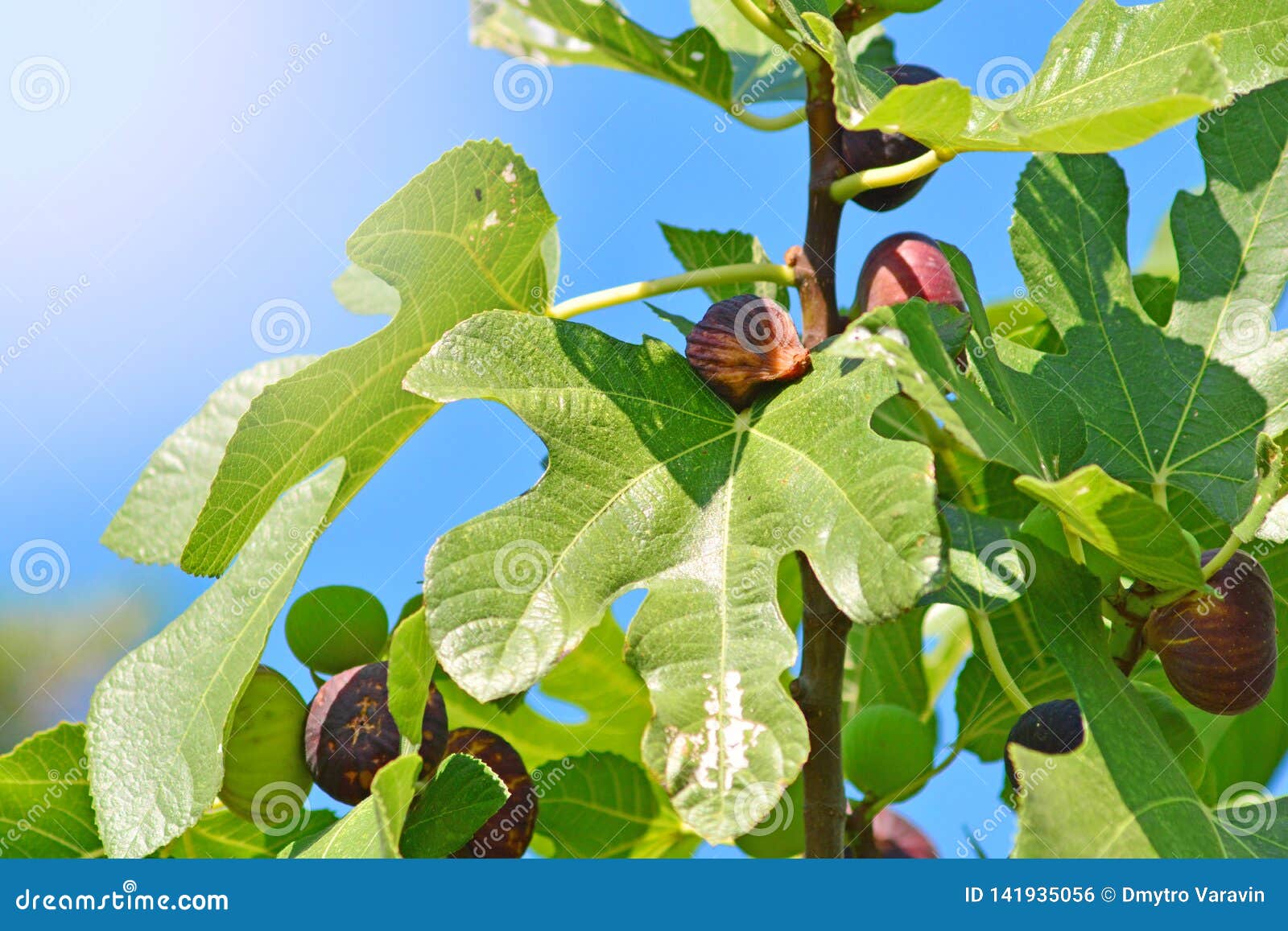 A Branch of Fig Tree. As Figs Grow. Stock Photo - Image of nature, diet ...