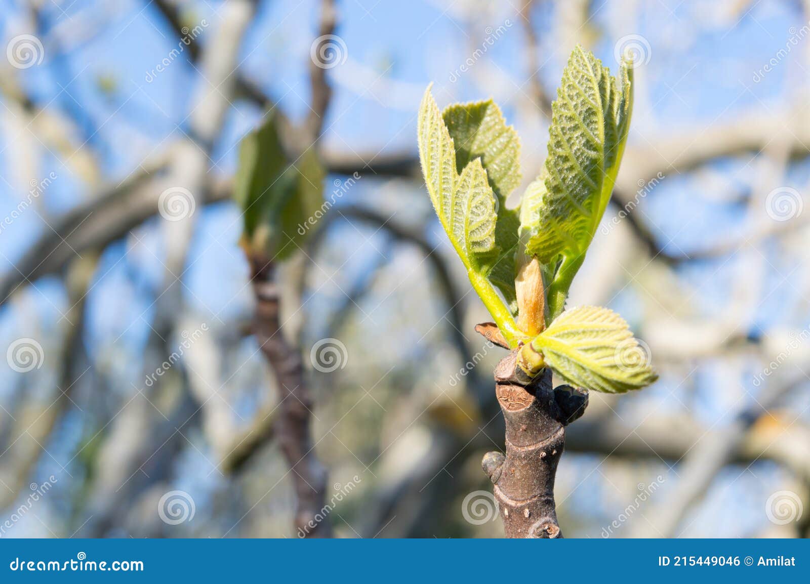 Branch of Fig Tree with Buds Stock Photo - Image of growing, nature ...