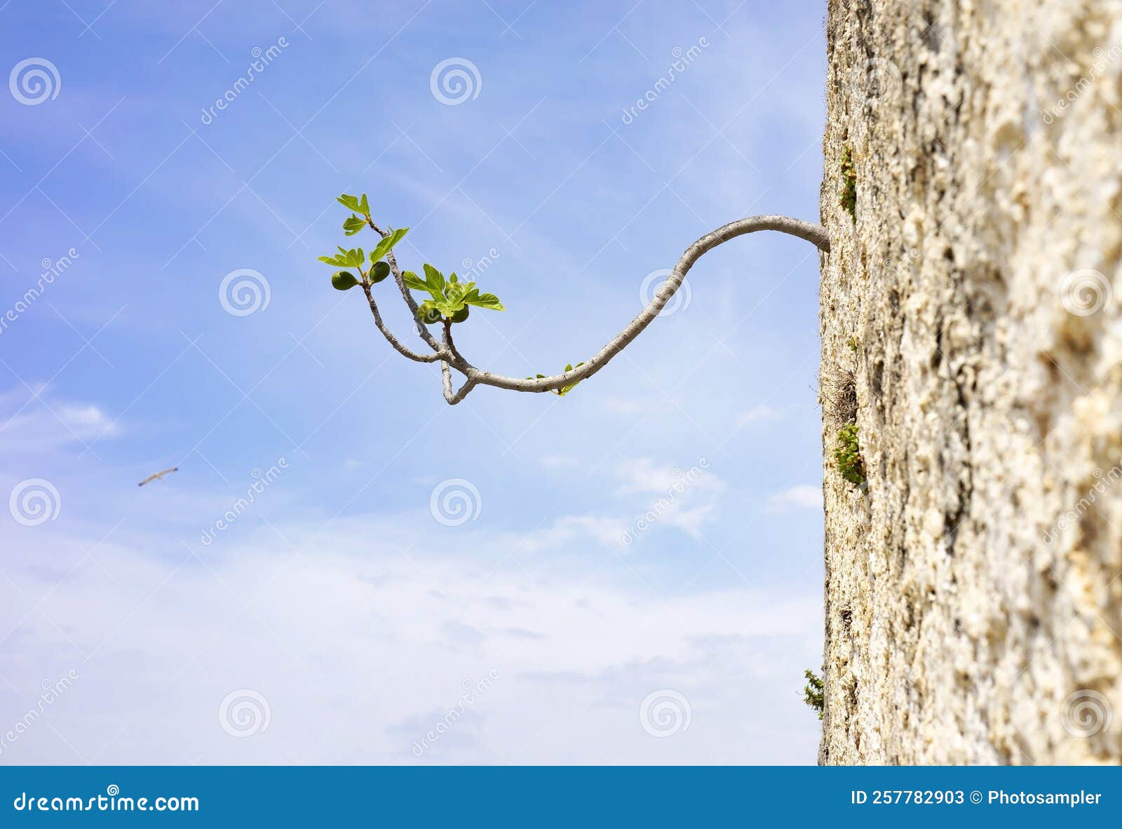 Branch of a Fig Tree Growing through the Wall Stock Image - Image of ...