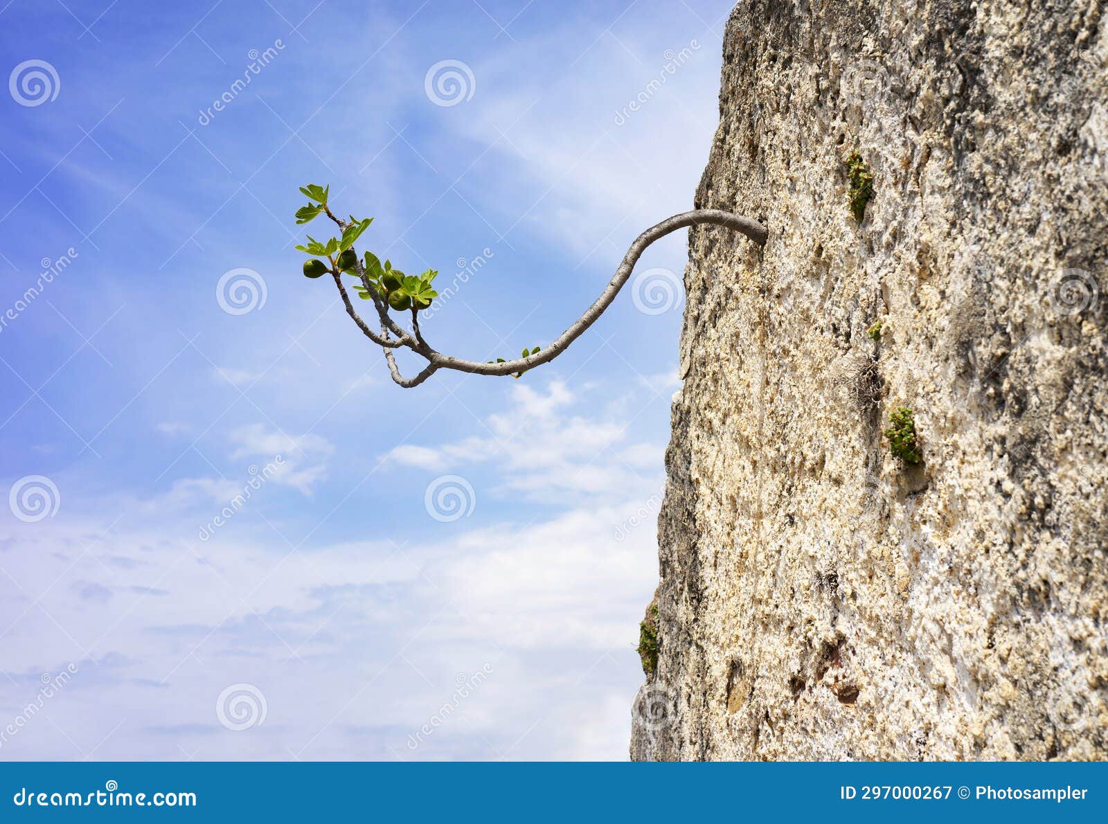 Branch of a Fig Tree Growing through the Wall Stock Image - Image of ...