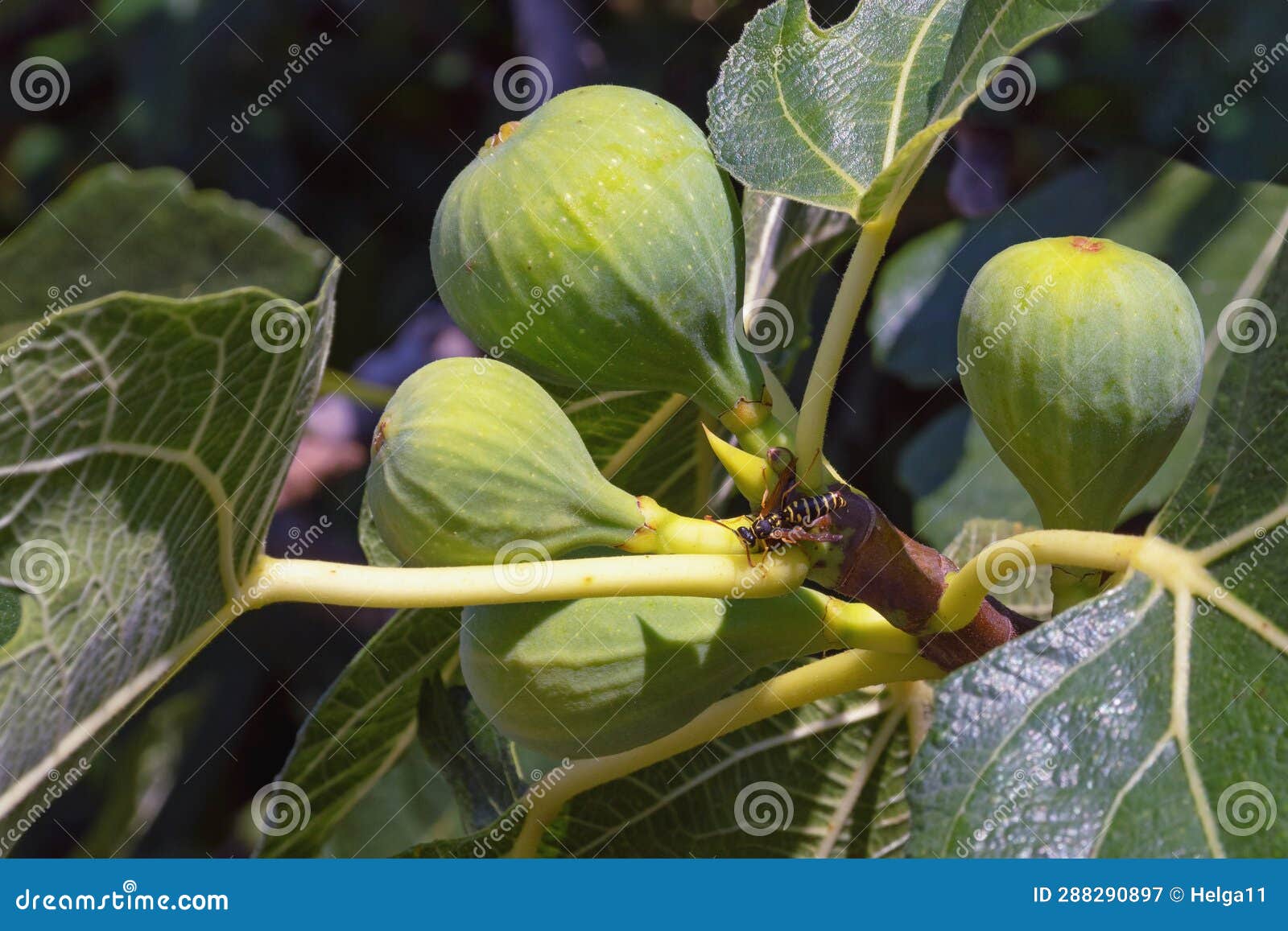 Branch of Fig Tree with Leaves and Fruit Stock Image - Image of nature ...
