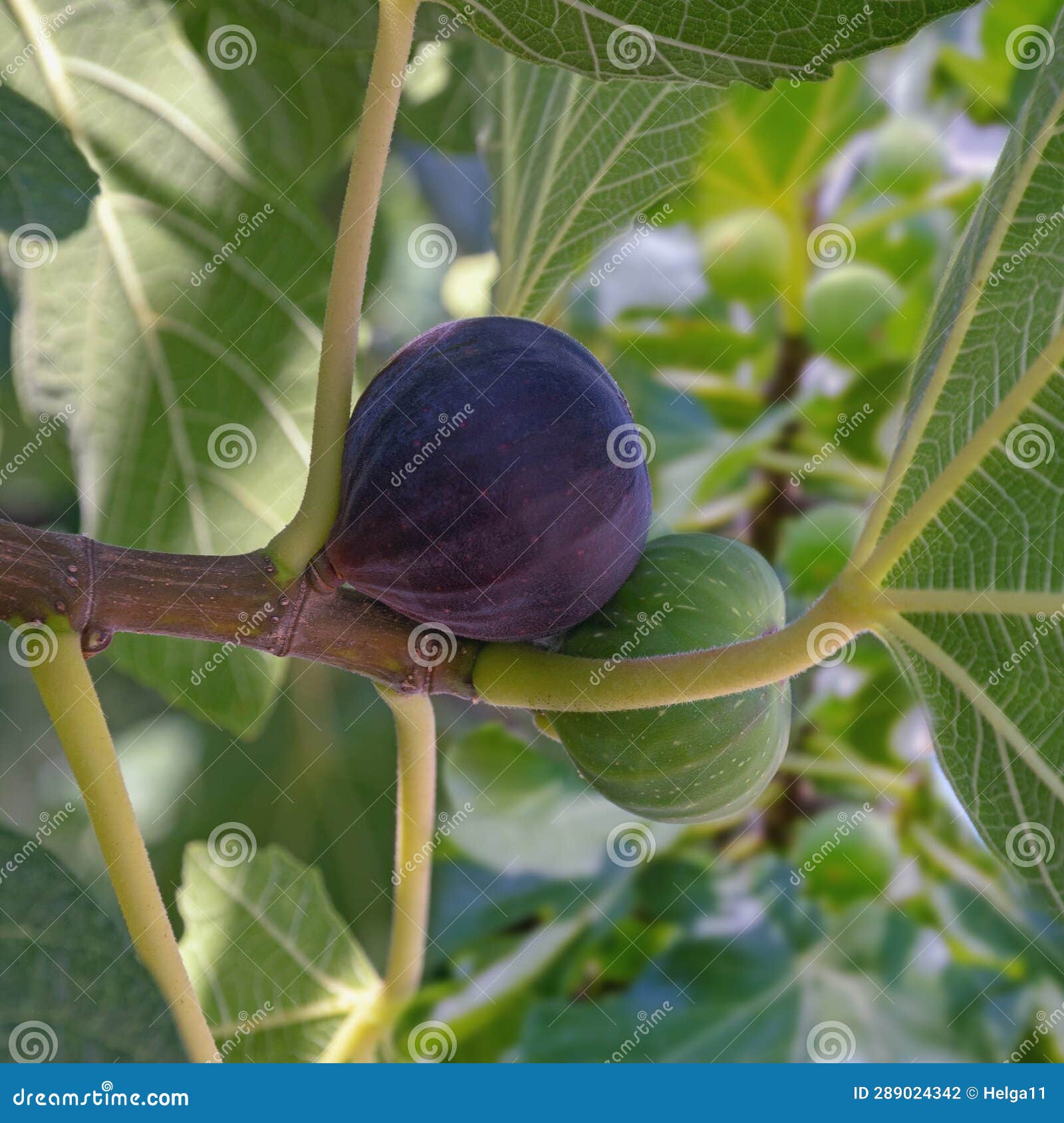 Branch of Fig Tree with Leaves and Fruit in Orchard Stock Photo - Image ...