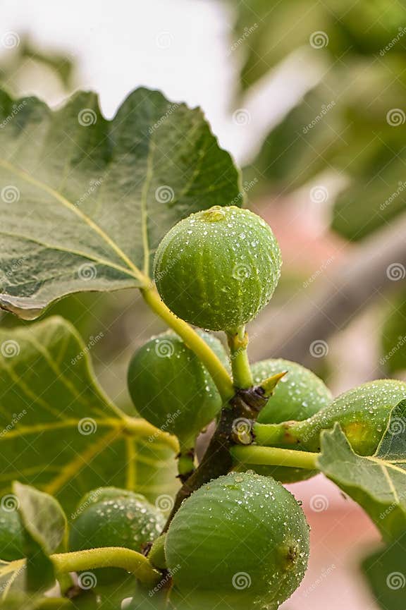 A Branch of Figs on a Fig Tree Stock Photo - Image of freshness, plant ...