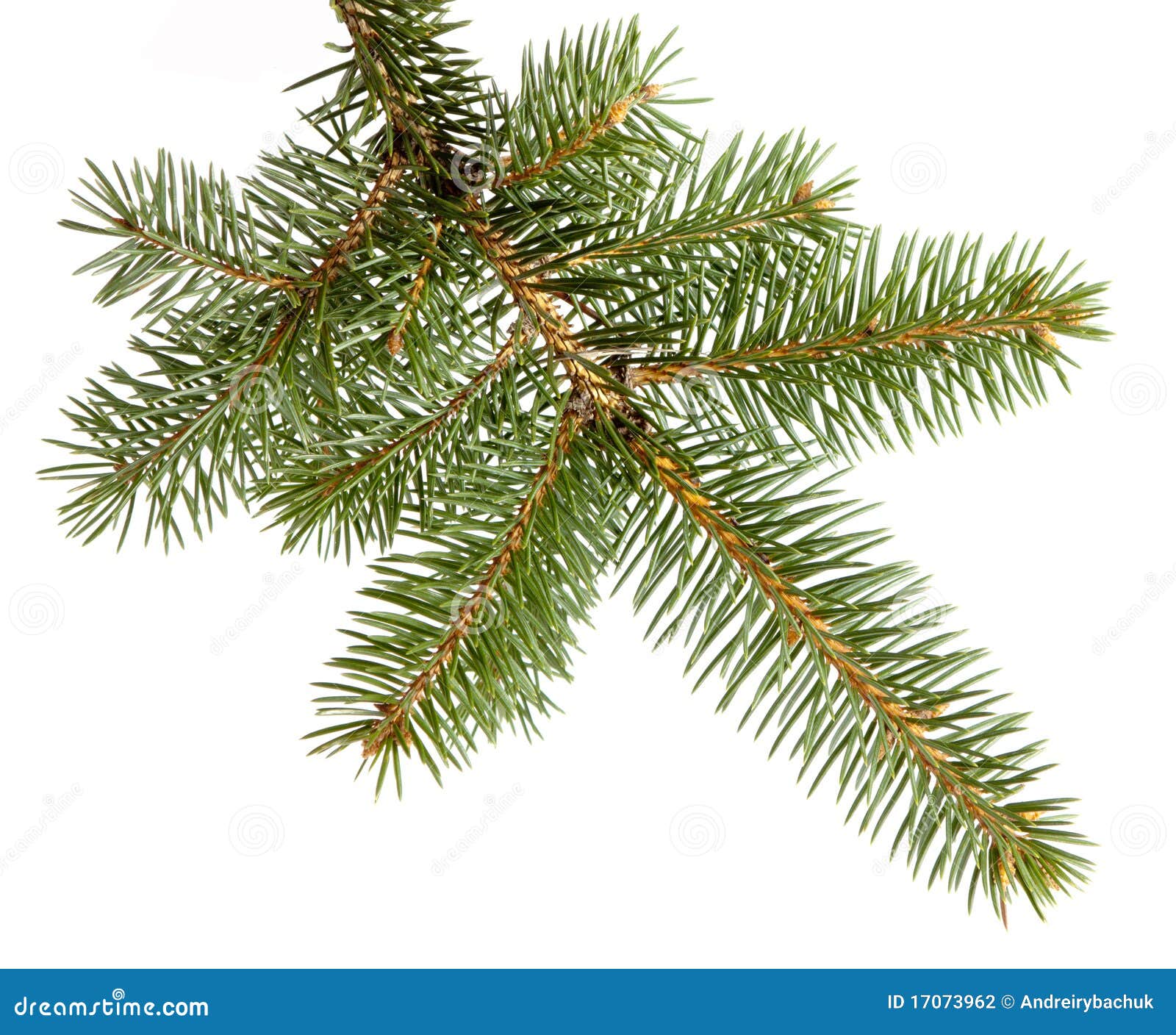 Branch fir-tree stock photo. Image of year, christmas - 17073962