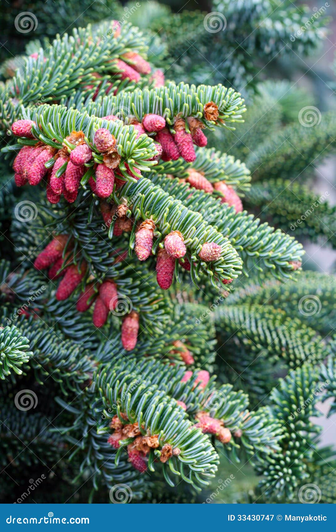 Branch of fir tree stock image. Image of abies, plant - 33430747