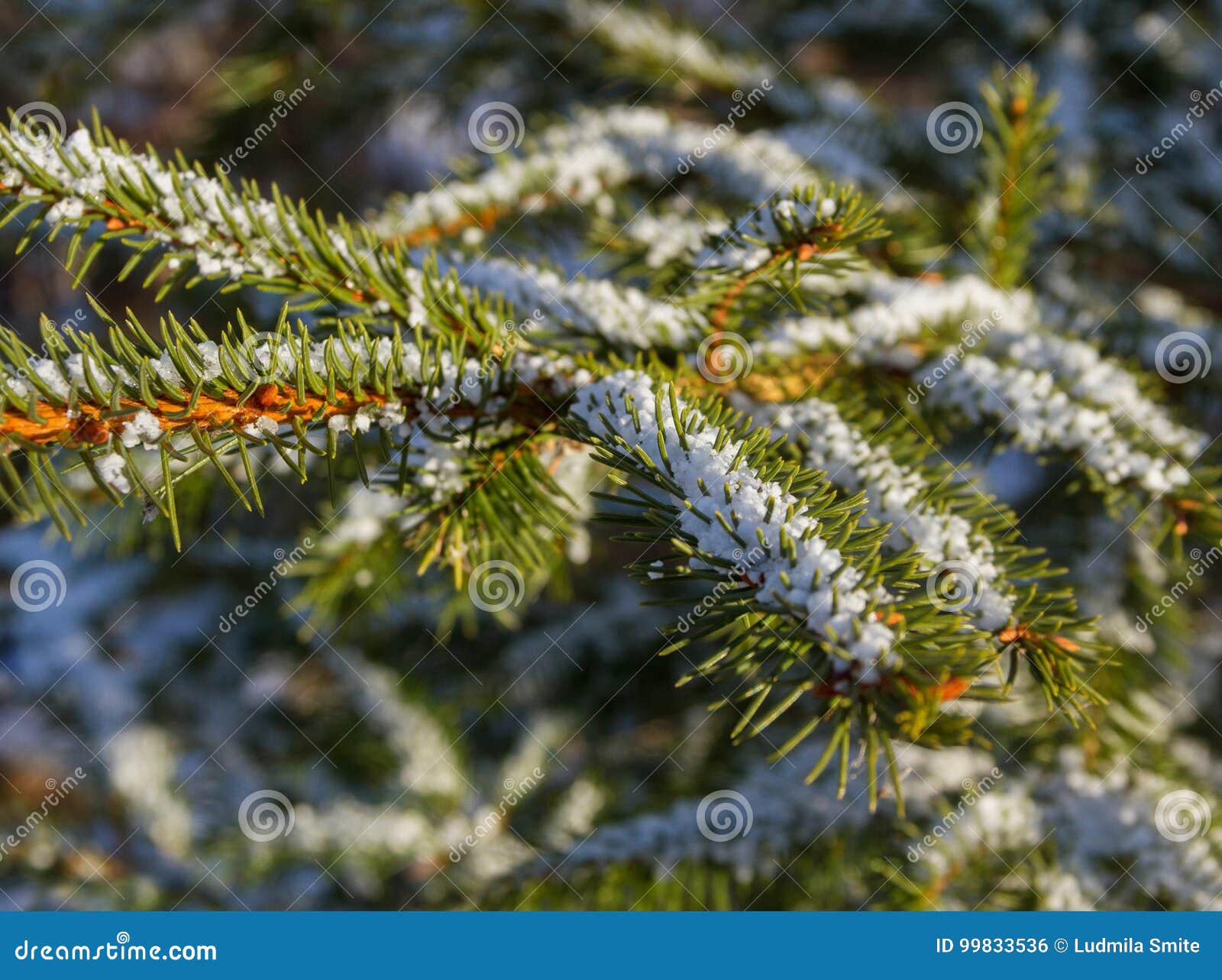 Fir tree with snow. stock photo. Image of green, flora - 99833536