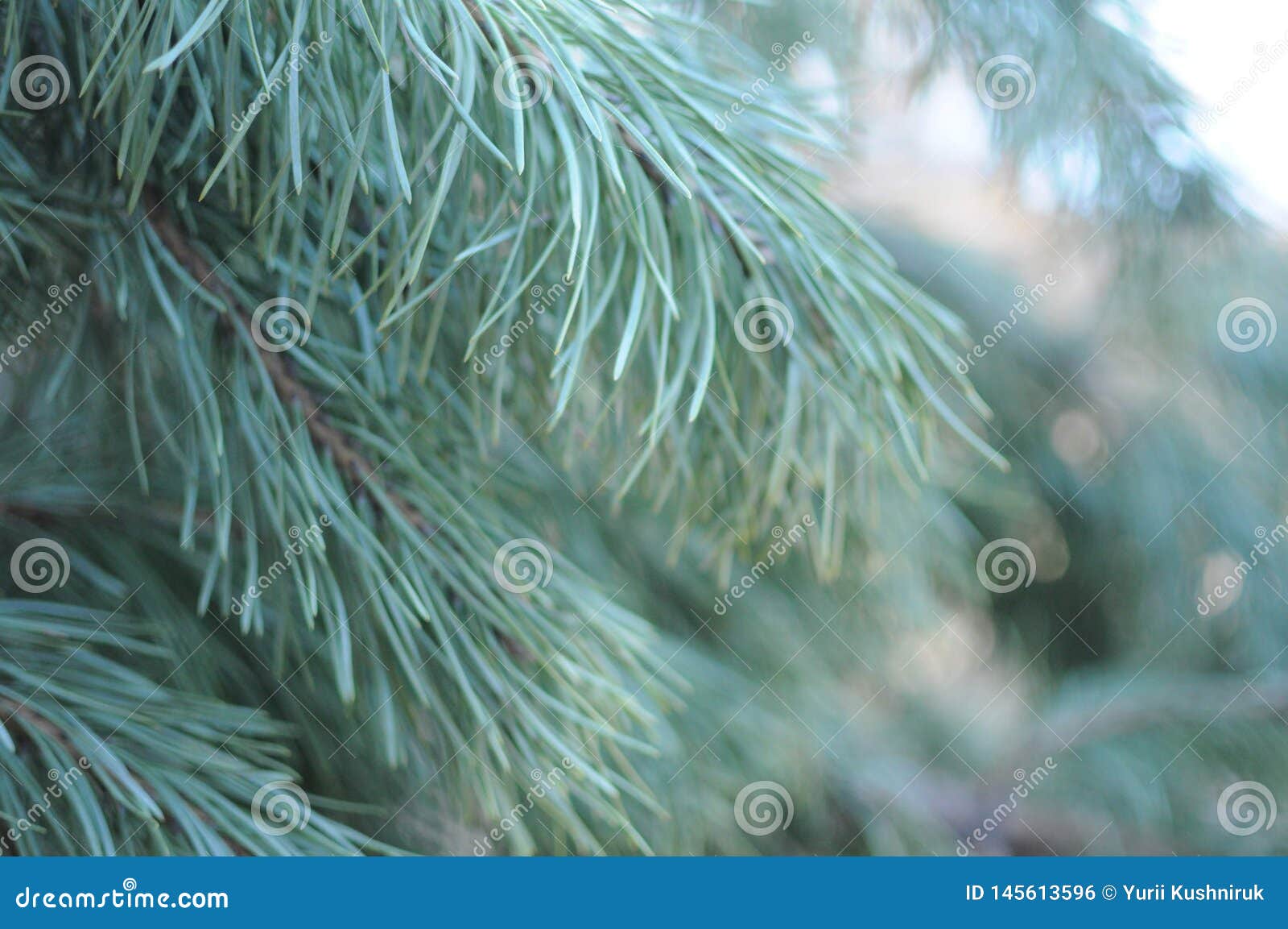 Branch of a Fir Tree. Soft Focus Stock Photo - Image of season, natural ...
