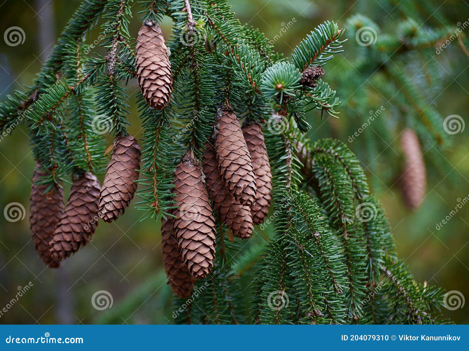 Branch of Fir Tree with Strobiles in Wild Nature Stock Photo - Image of ...