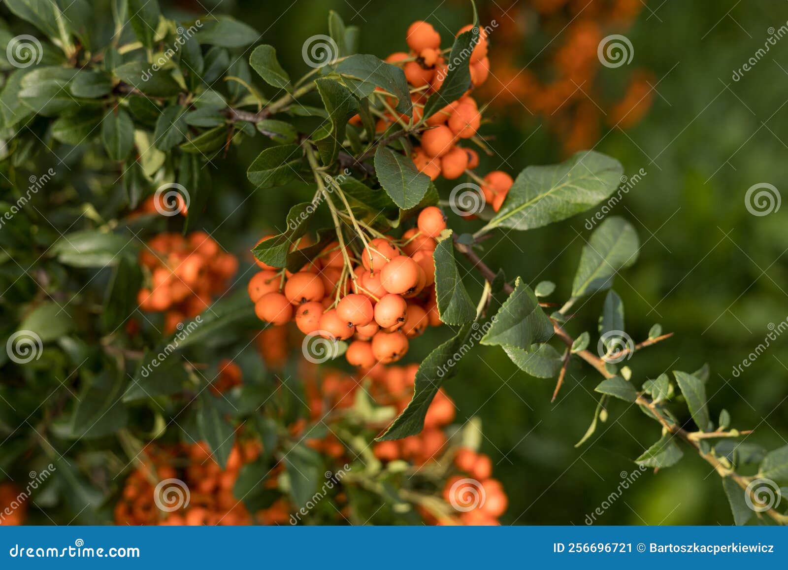 A Branch of the Firethorn Bush with Berries (Pyracantha Coccinea) Stock ...
