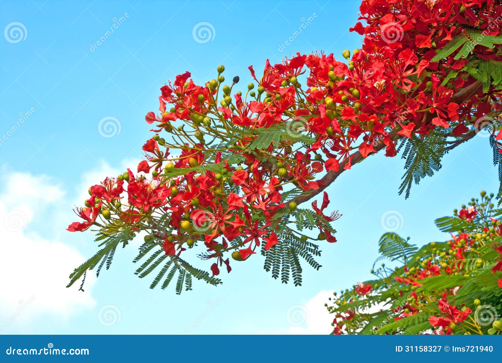 Branch Flame Tree Delonix Regia Stock Image - Image of material, tree ...